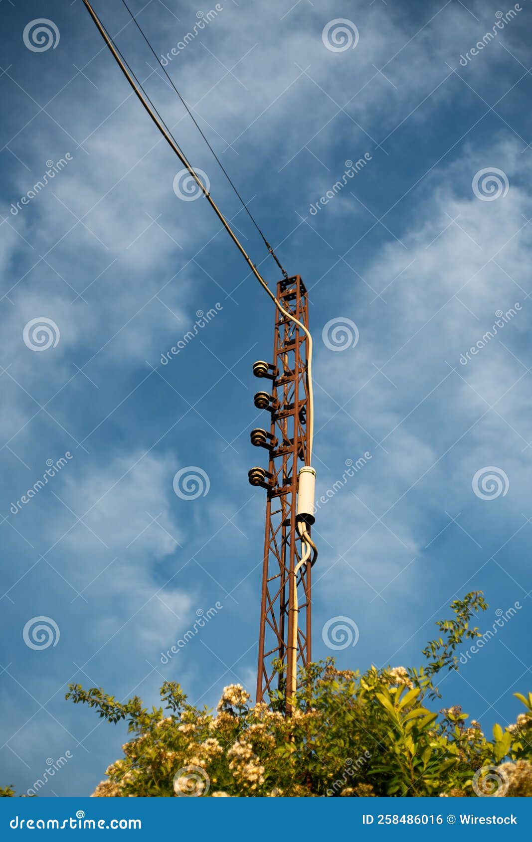 Vertical Shot of a Utility Pole Rising Above a Tree with Cloudy Blue ...