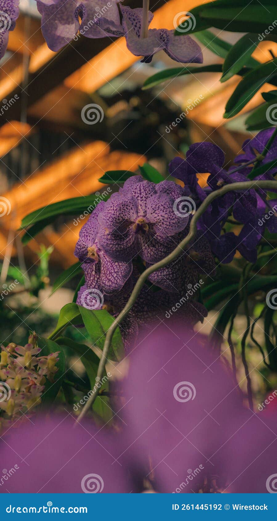 Vertical Shot of Vanda Coerulea (Blue Vanda) Growing in a Garden Stock ...
