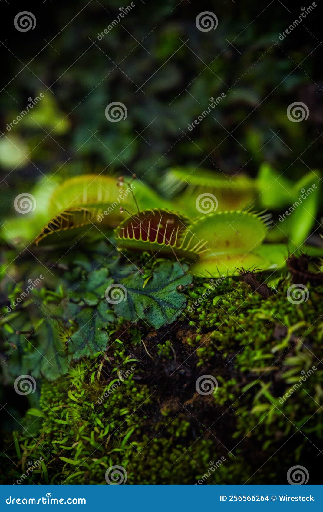 Vertical Shot of a Venus Flytrap Plant Outdoors Stock Photo - Image of ...