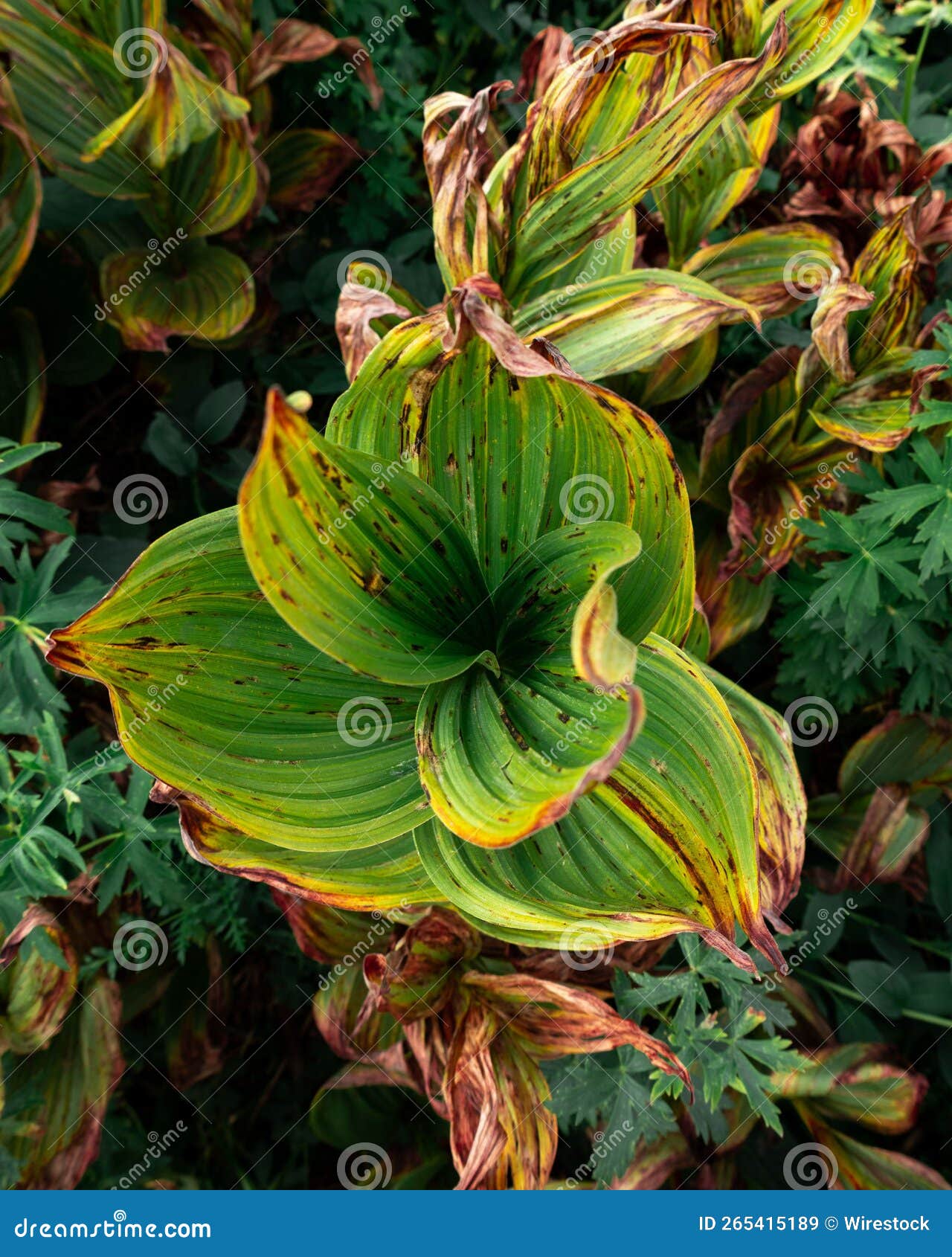 Vertical Shot of a Veratrum Viride Plant Stock Image - Image of fresh ...