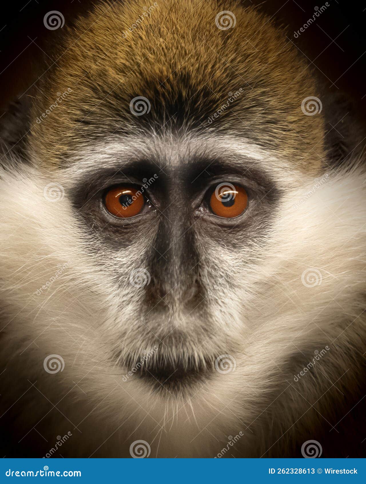 Vertical Shot of a Vervet Monkey with Orange Eyes Stock Image - Image ...