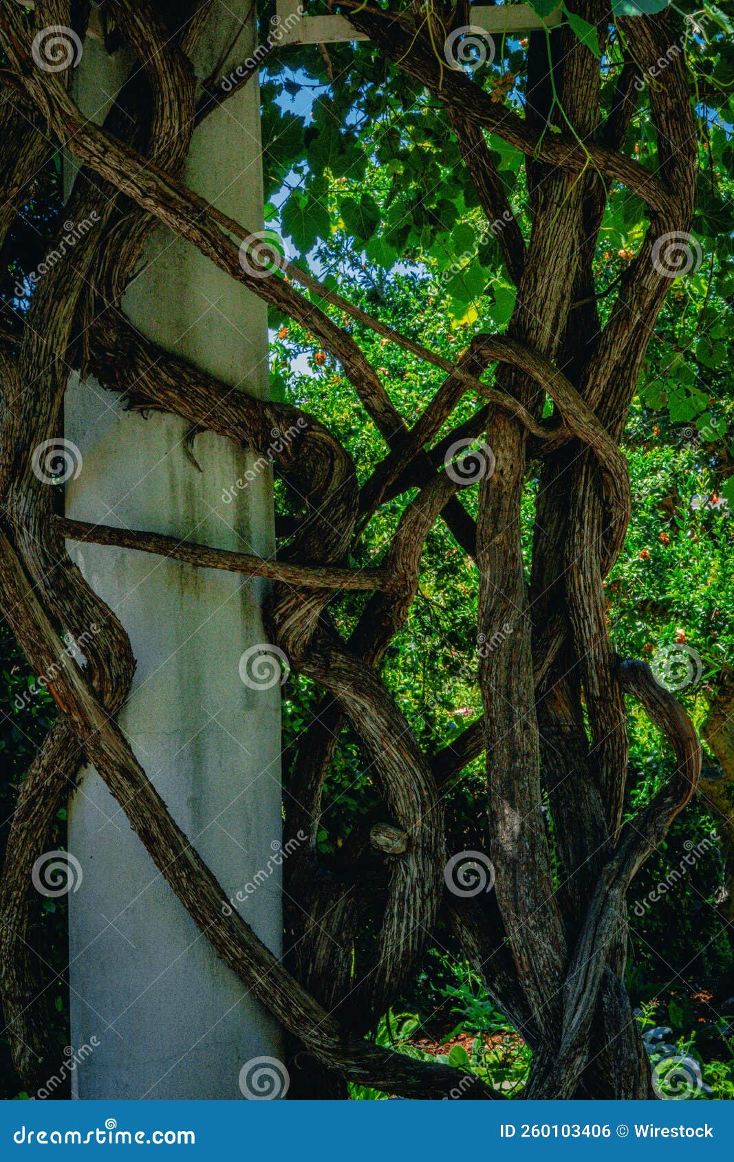 Vertical Shot of the Vines of Trees in the Garden Stock Photo - Image ...