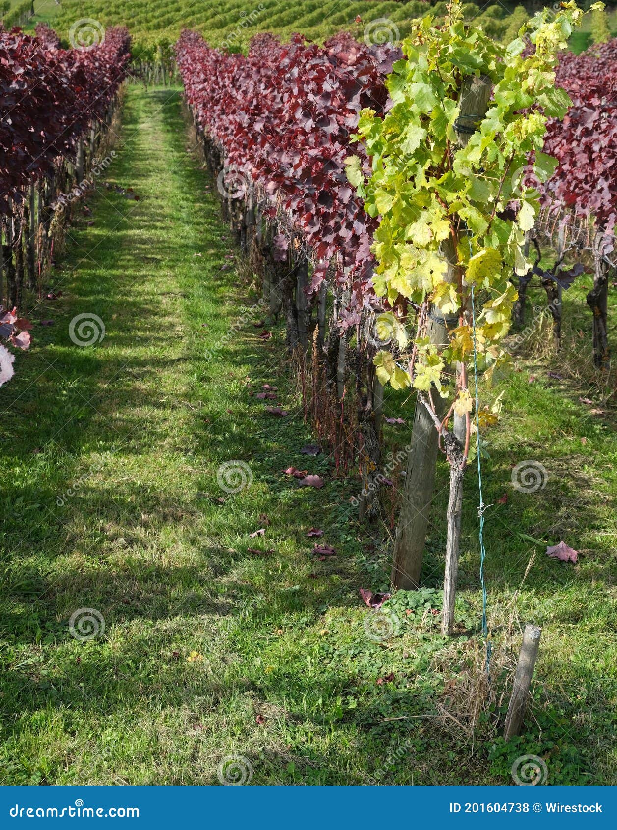 Vertical shot of vineyards stock photo. Image of nature - 201604738