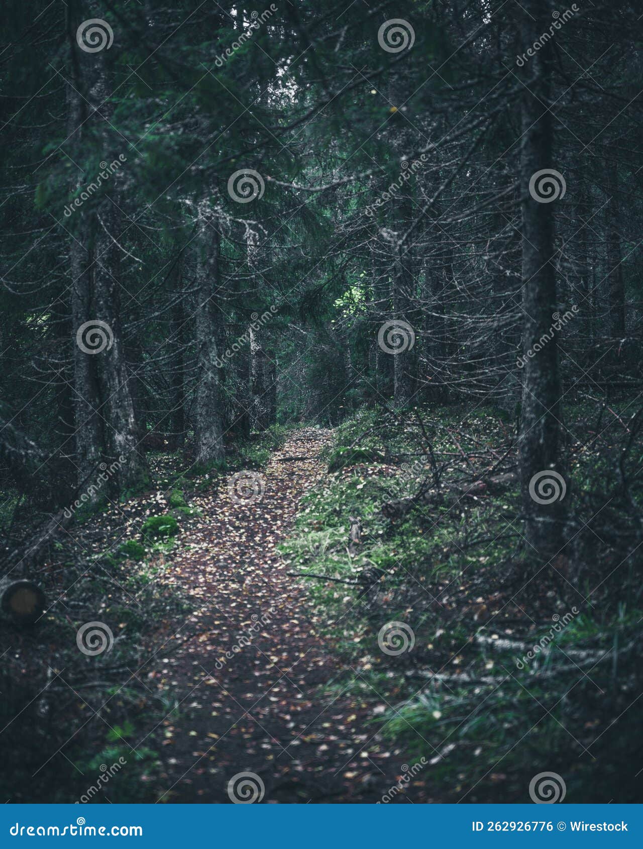 Vertical Shot of a Walking Path in a Moody Forest Stock Photo - Image ...