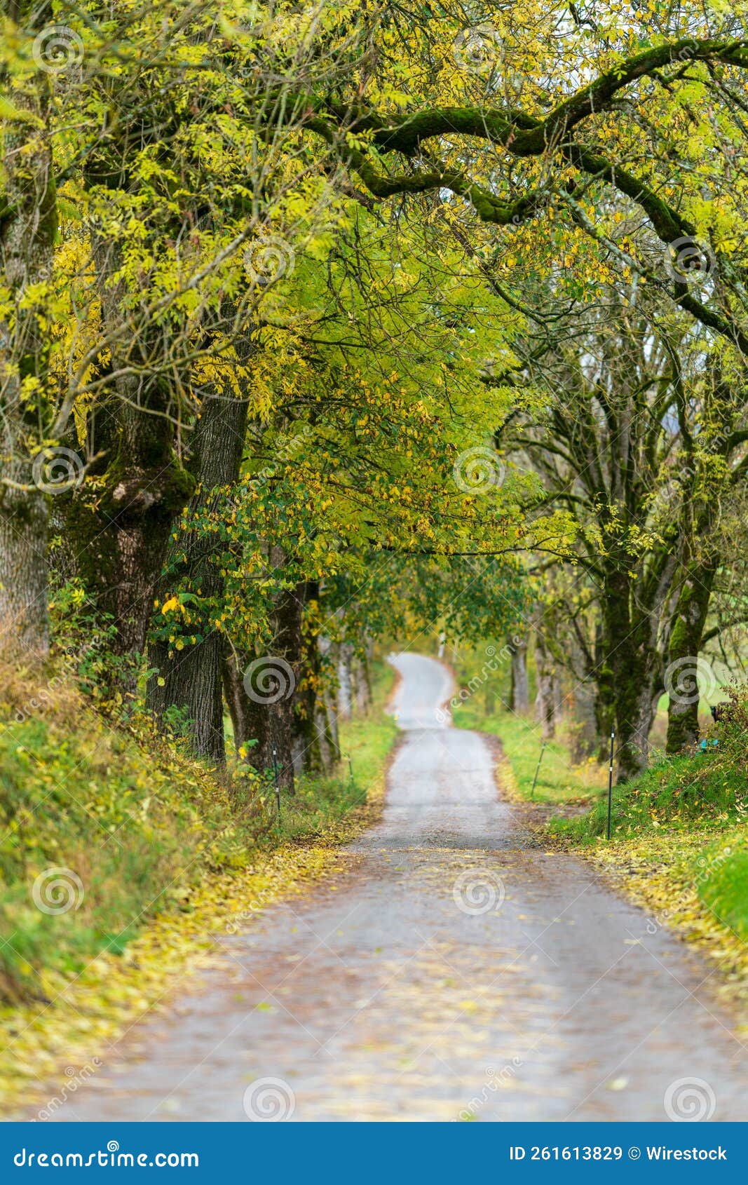 Vertical Shot of a Walking Path between Trees in a Forest Stock Image ...