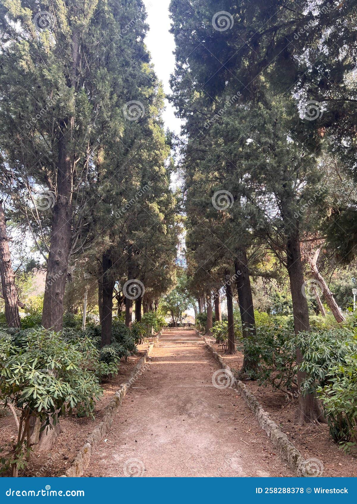 Vertical Shot of a Walking Path between Trees Stock Photo - Image of ...