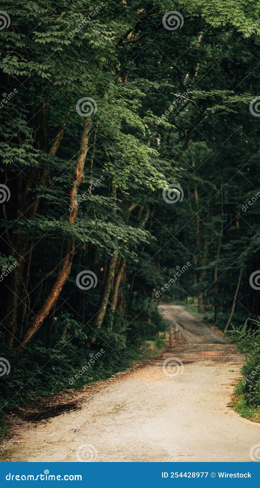 Vertical Shot of a Walking Trail through a Park Stock Image - Image of ...