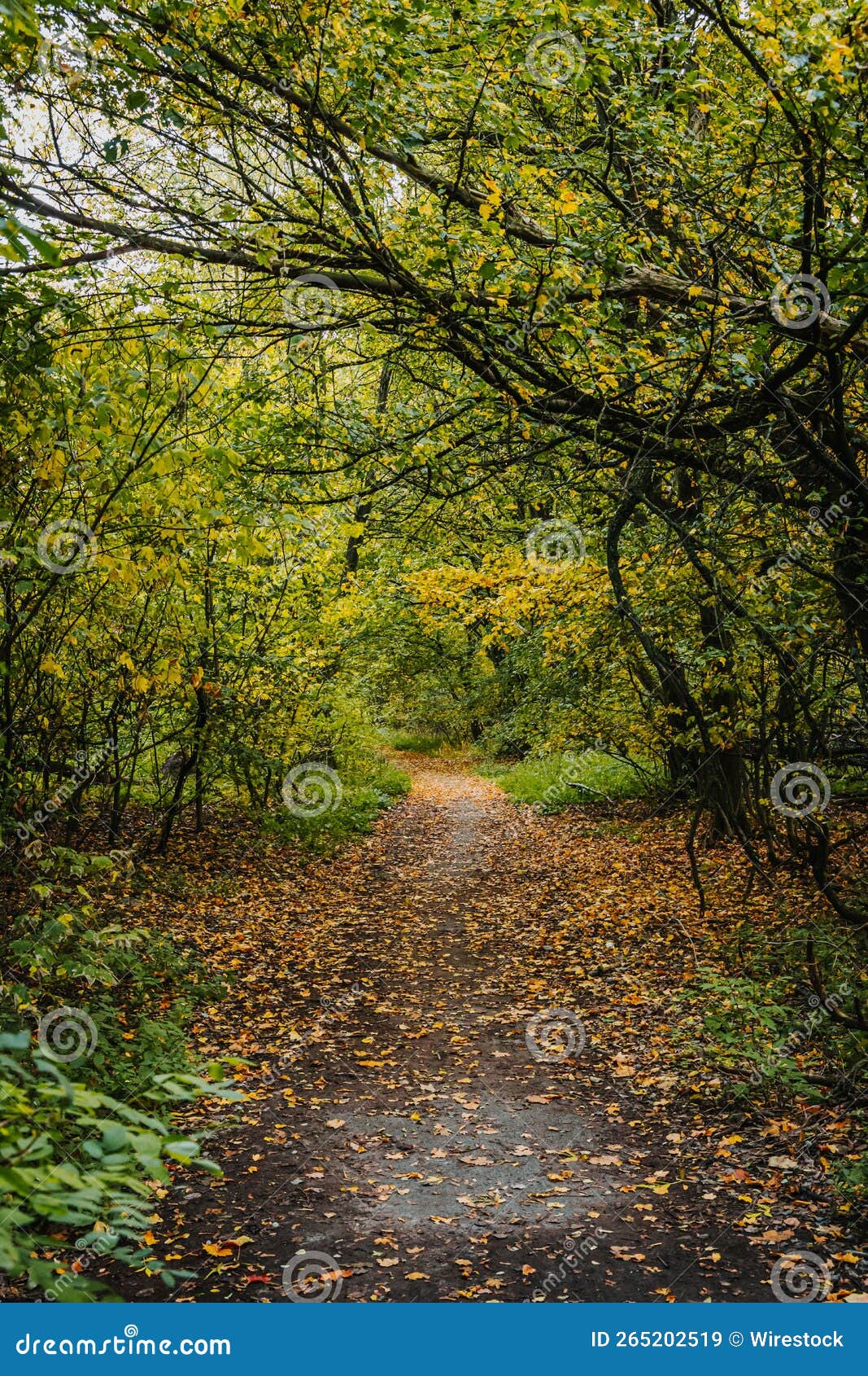 Vertical Shot of the Walking Way between the Lush Green Trees with the ...