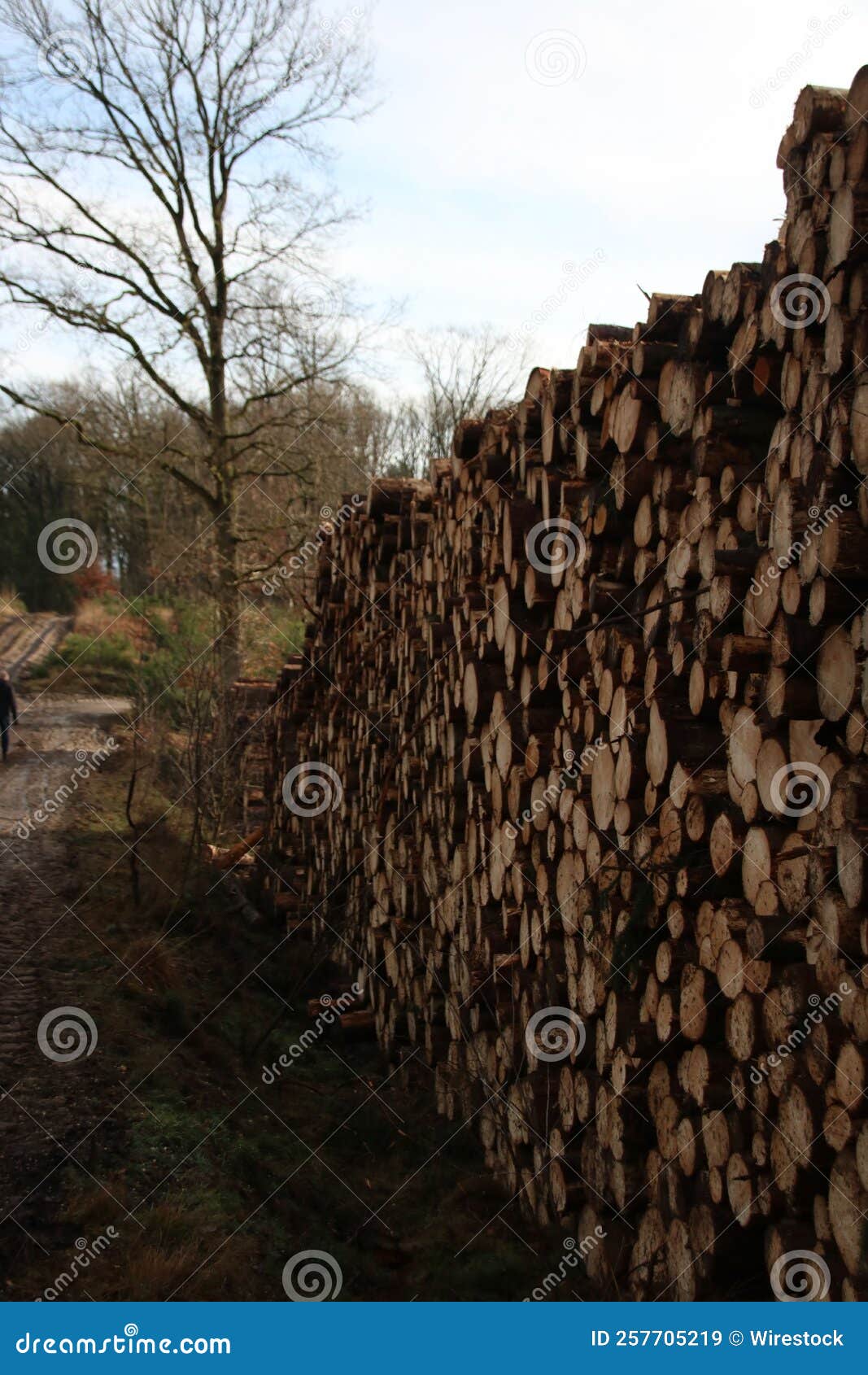 Vertical Shot of a Wall Made of Logs and a Leafless Thin Tree Under a ...