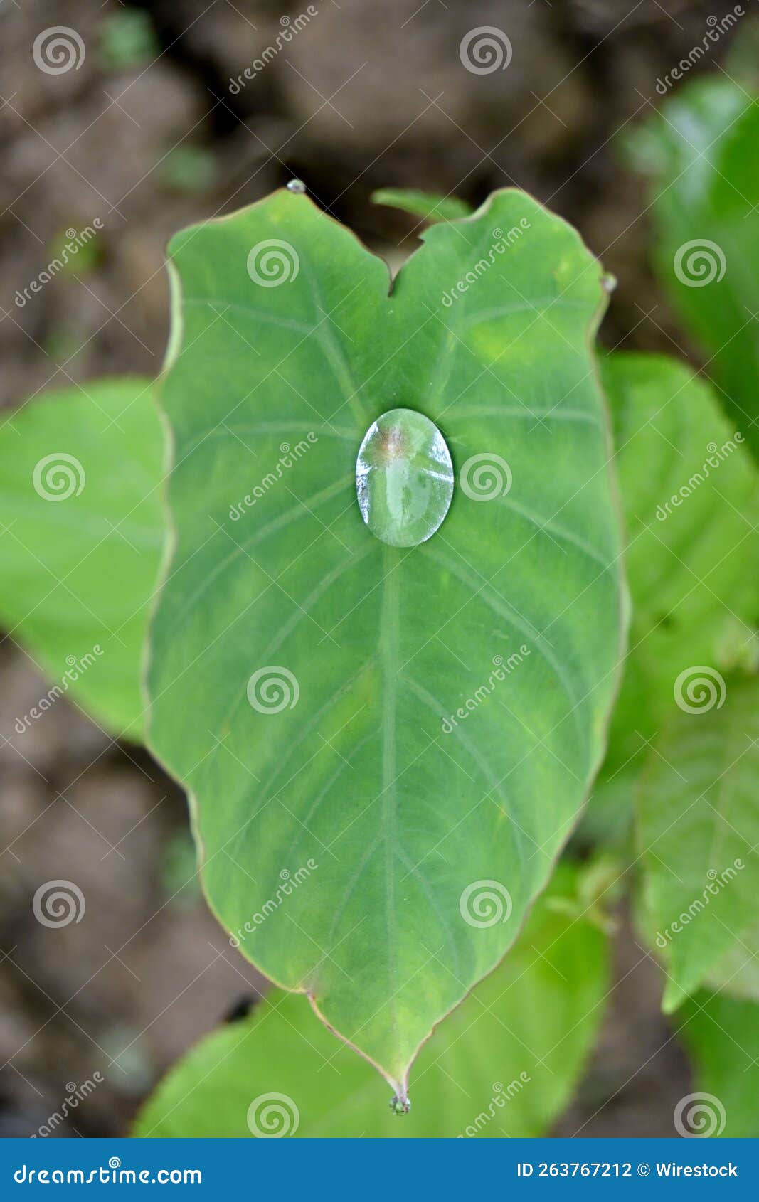 Vertical Shot of a Water Drop on a Green Leaf Stock Photo - Image of ...