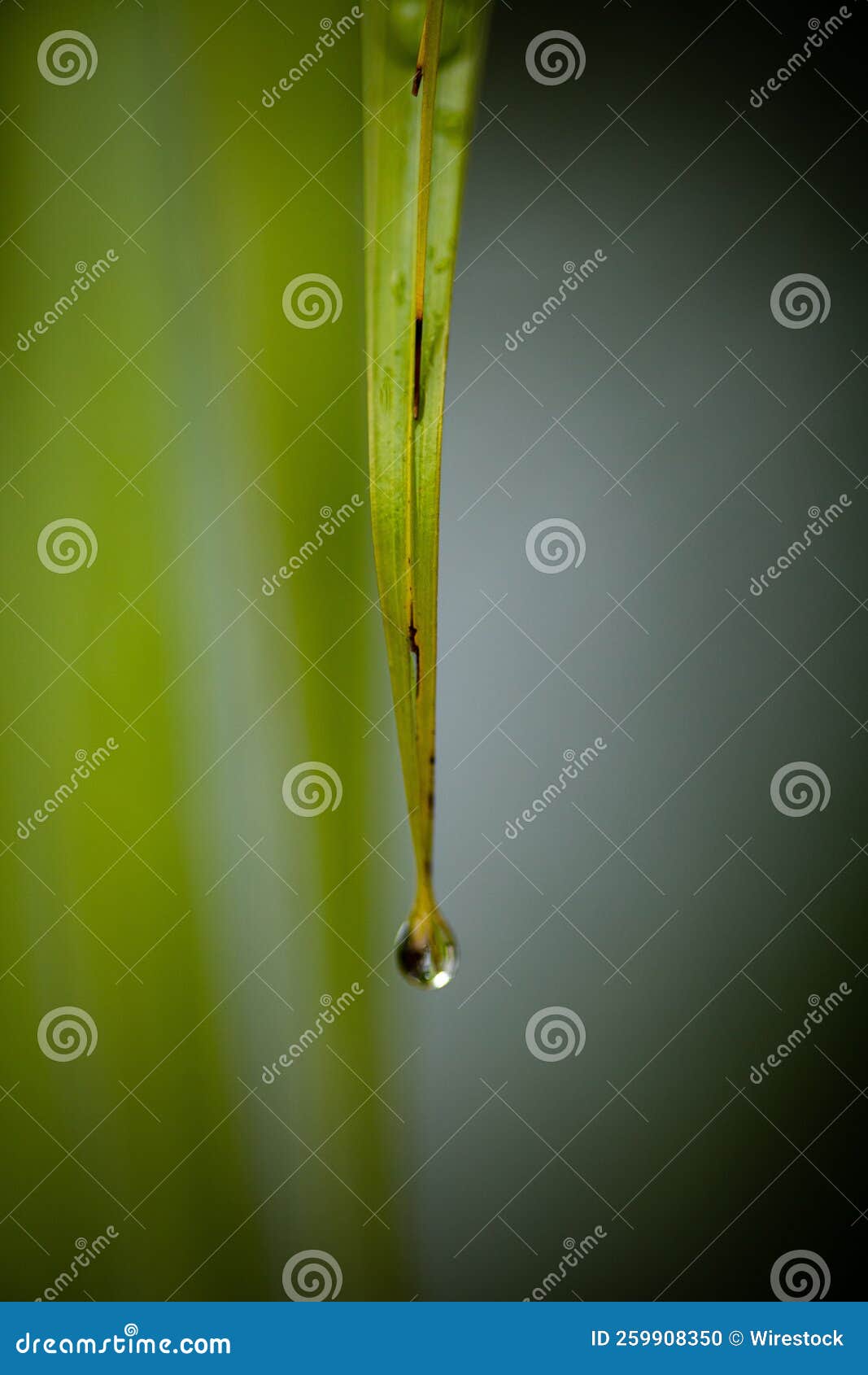 Vertical Shot of a Water Droplet Falling Off a Leaf Stock Photo - Image ...