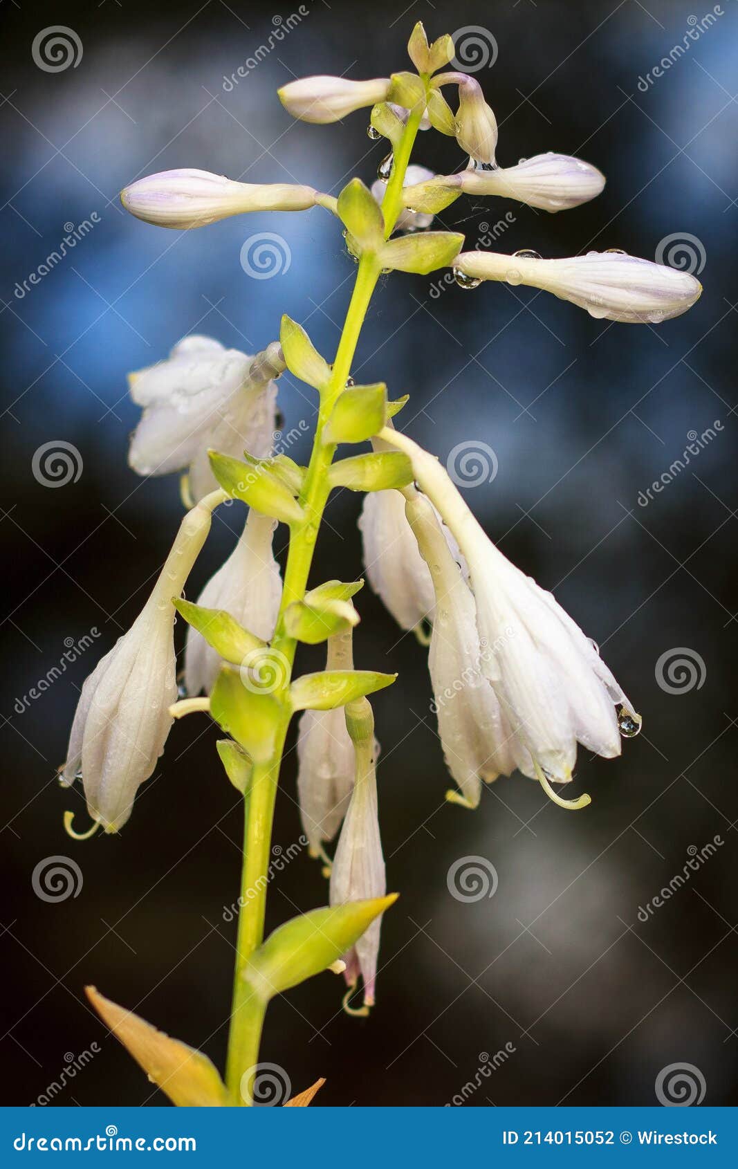 Vertical Shot of Water Droplets on Top of White Thunderbolt Flowers ...