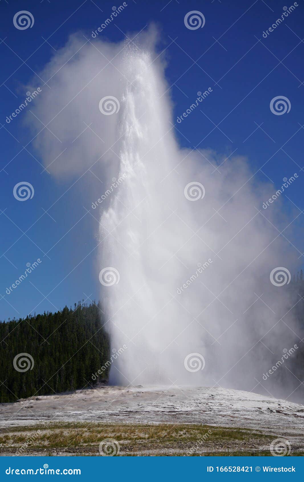 Vertical Shot of the Water Splashing Up from the Ground Stock Image ...