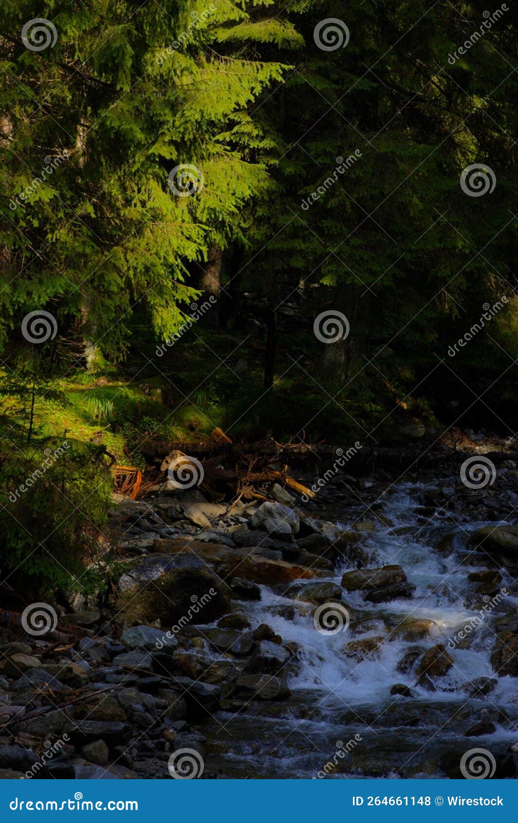 Vertical Shot of Water Stream Flowing Over Rocks with Trees in the ...