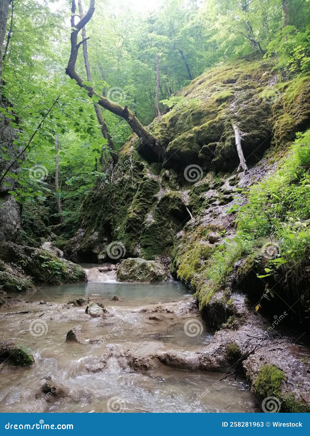 Vertical Shot of a Water Stream in a Forest Editorial Stock Photo ...