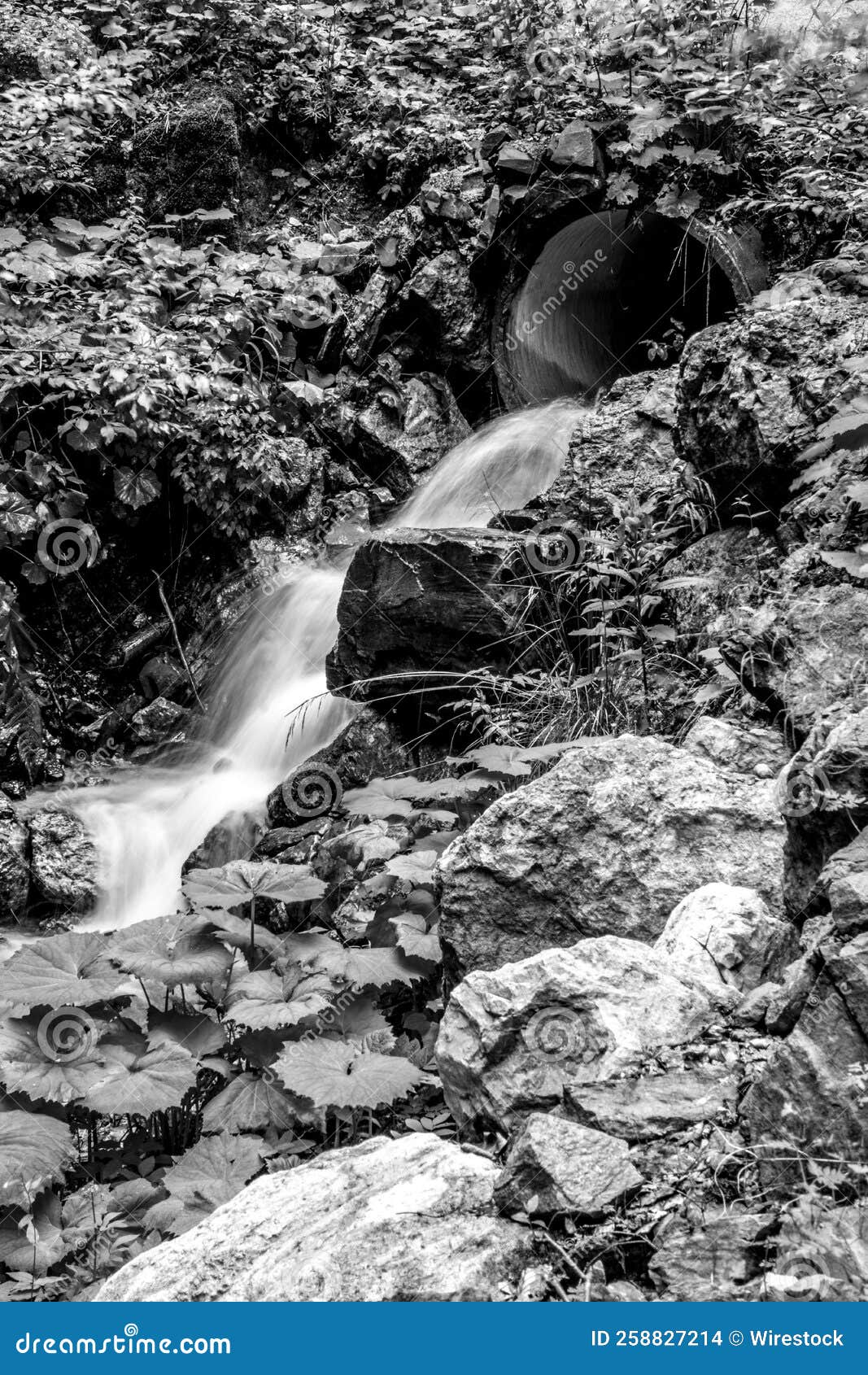 Vertical Shot of Water Stream in between Rocky Pathway. Stock Photo ...