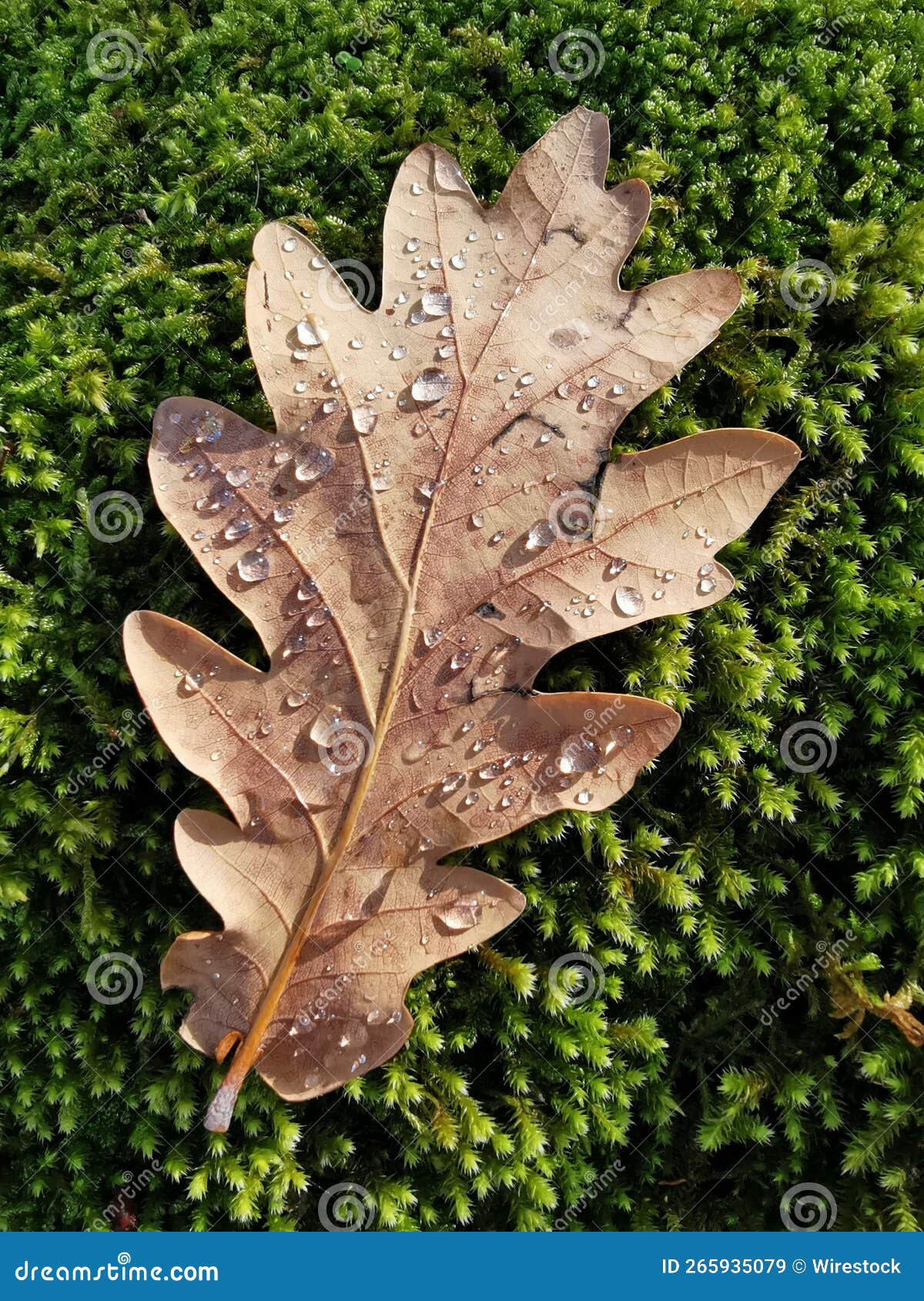 Vertical Shot of Waterdrops on a Fallen Oak Leaf Stock Image - Image of ...