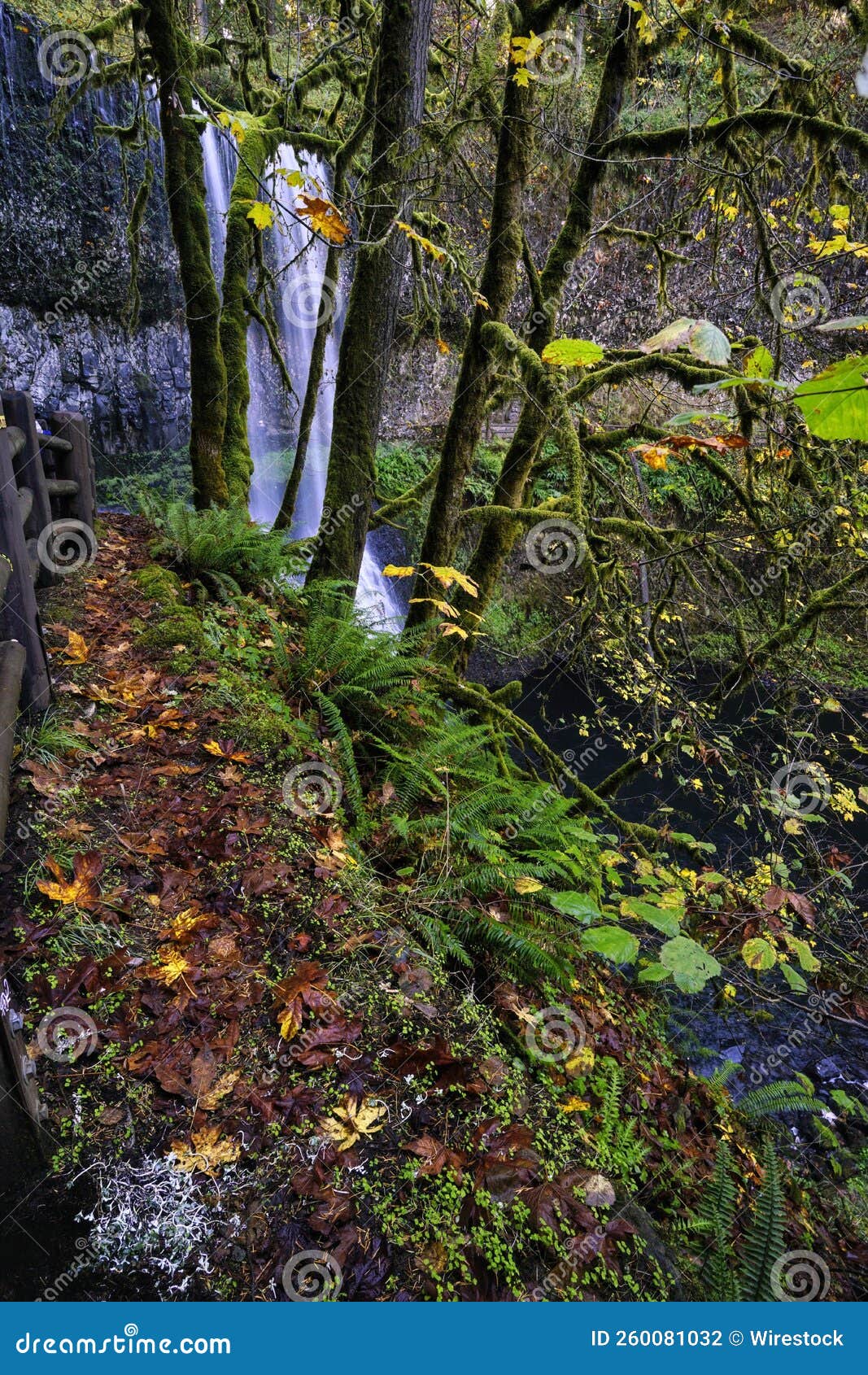 Vertical Shot of a Waterfall Behind a Mossy Tree in the Silver Falls ...