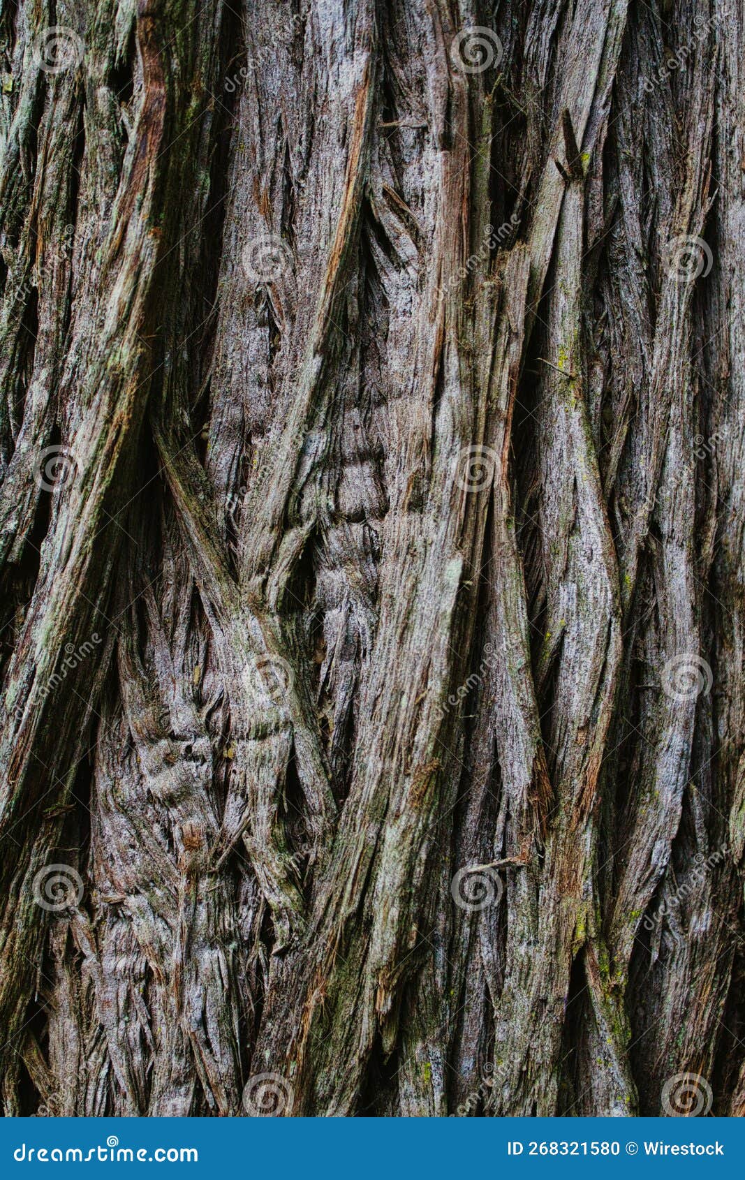 Vertical Shot of Weathered Old Rugged Tree Bark Stock Photo - Image of ...