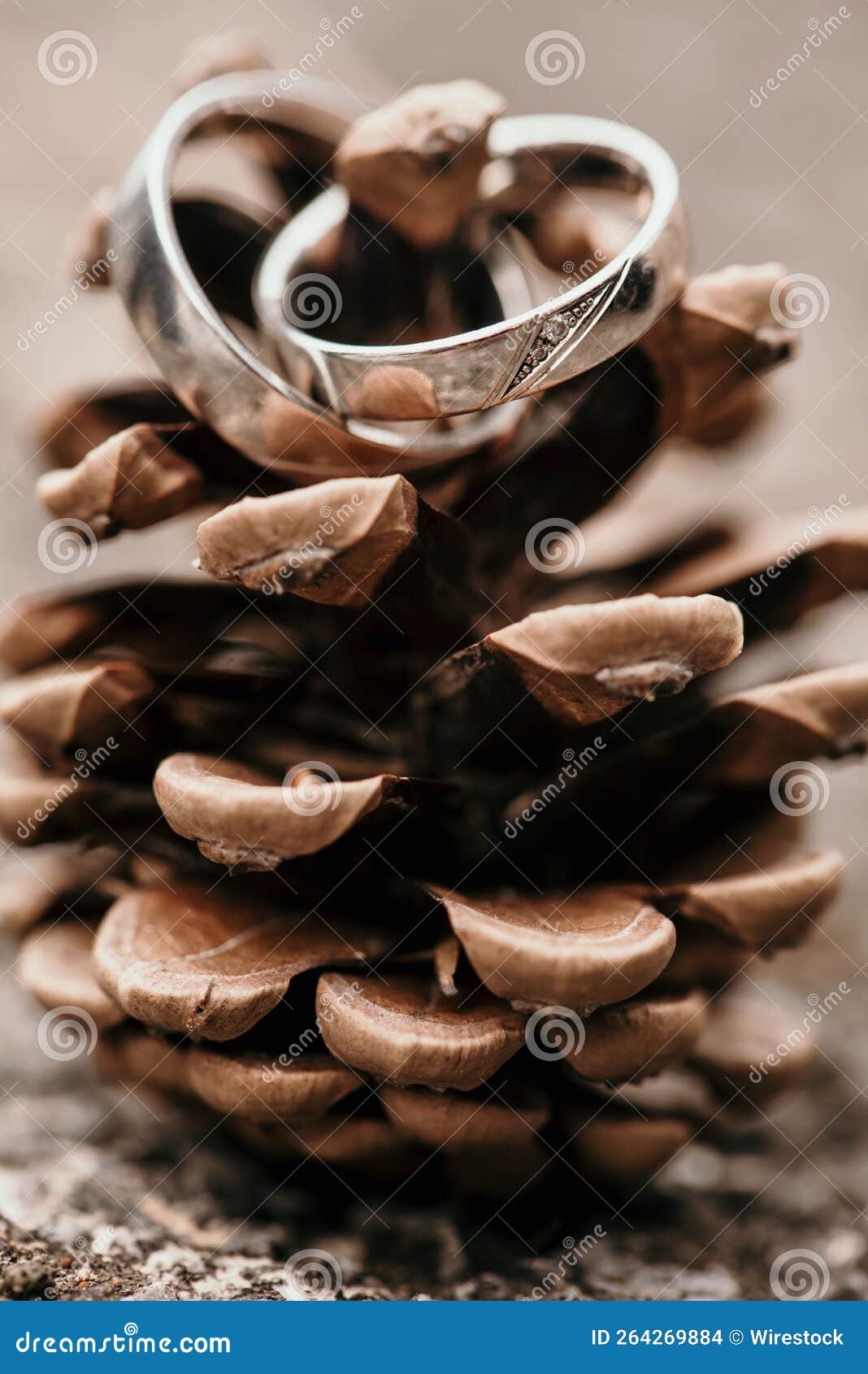 Vertical Shot of the Wedding Rings on the Pine Cone Stock Photo - Image ...
