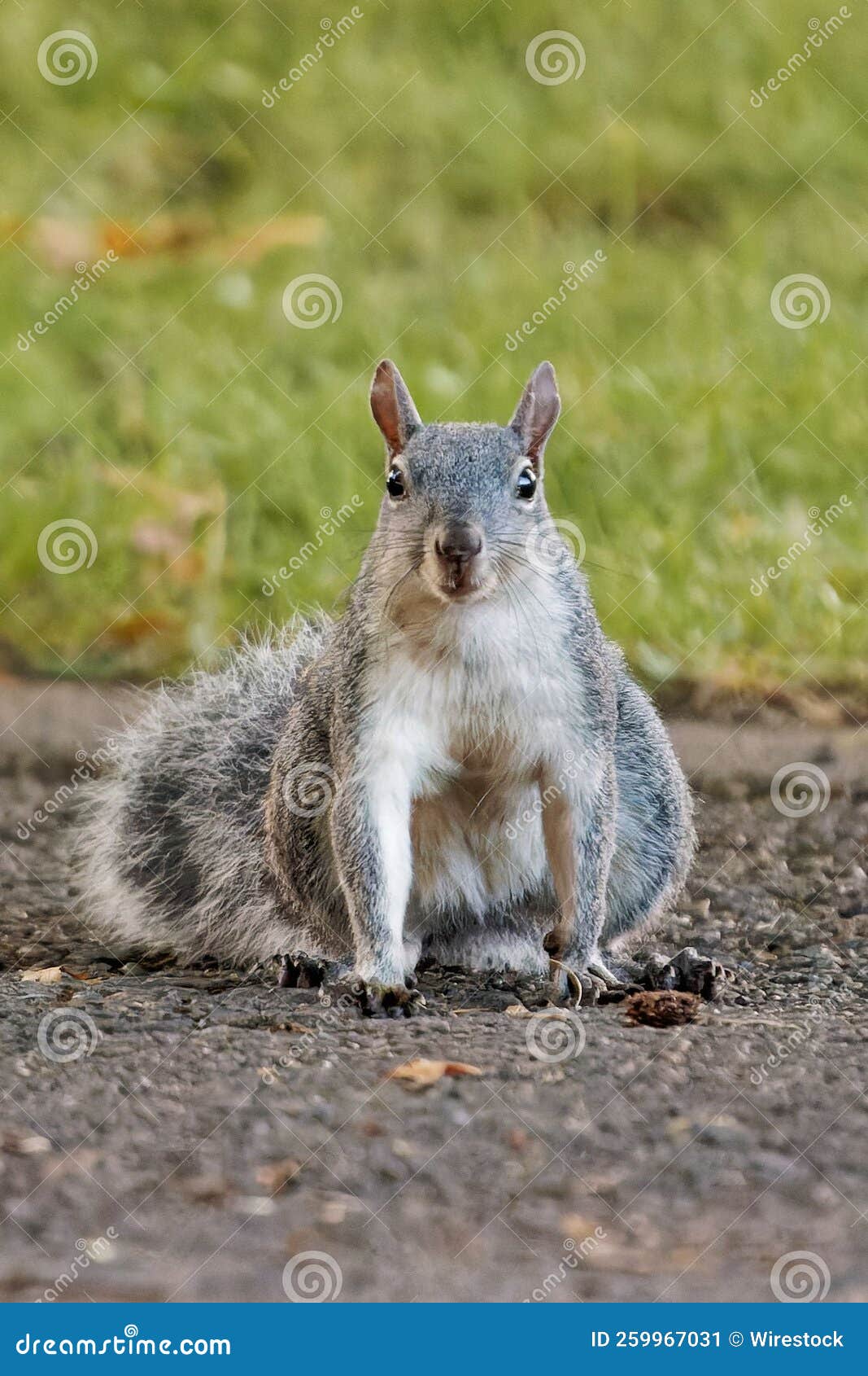 Vertical Shot of a Western Gray Squirrel on the Ground Stock Image ...