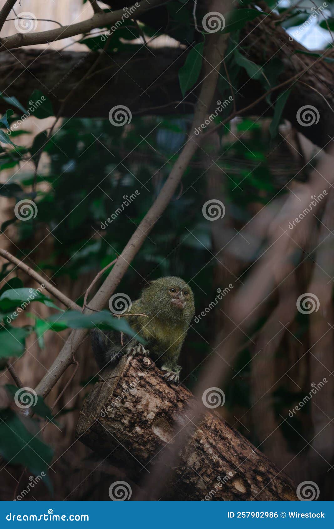 The Western Pygmy Marmoset, Cebuella Pygmaea, Is A Marmoset Species, In ...