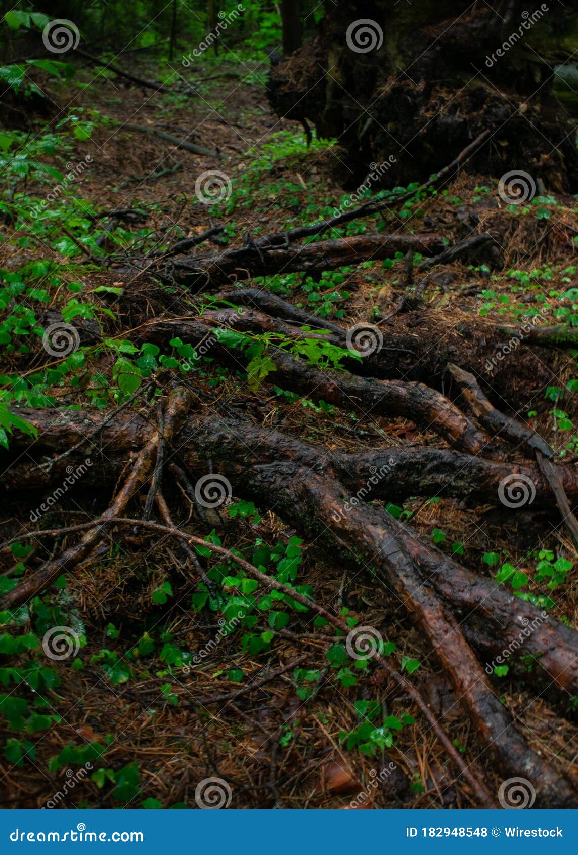 Vertical Shot of the Wet Plants and Tree Roots in the Forest Stock ...