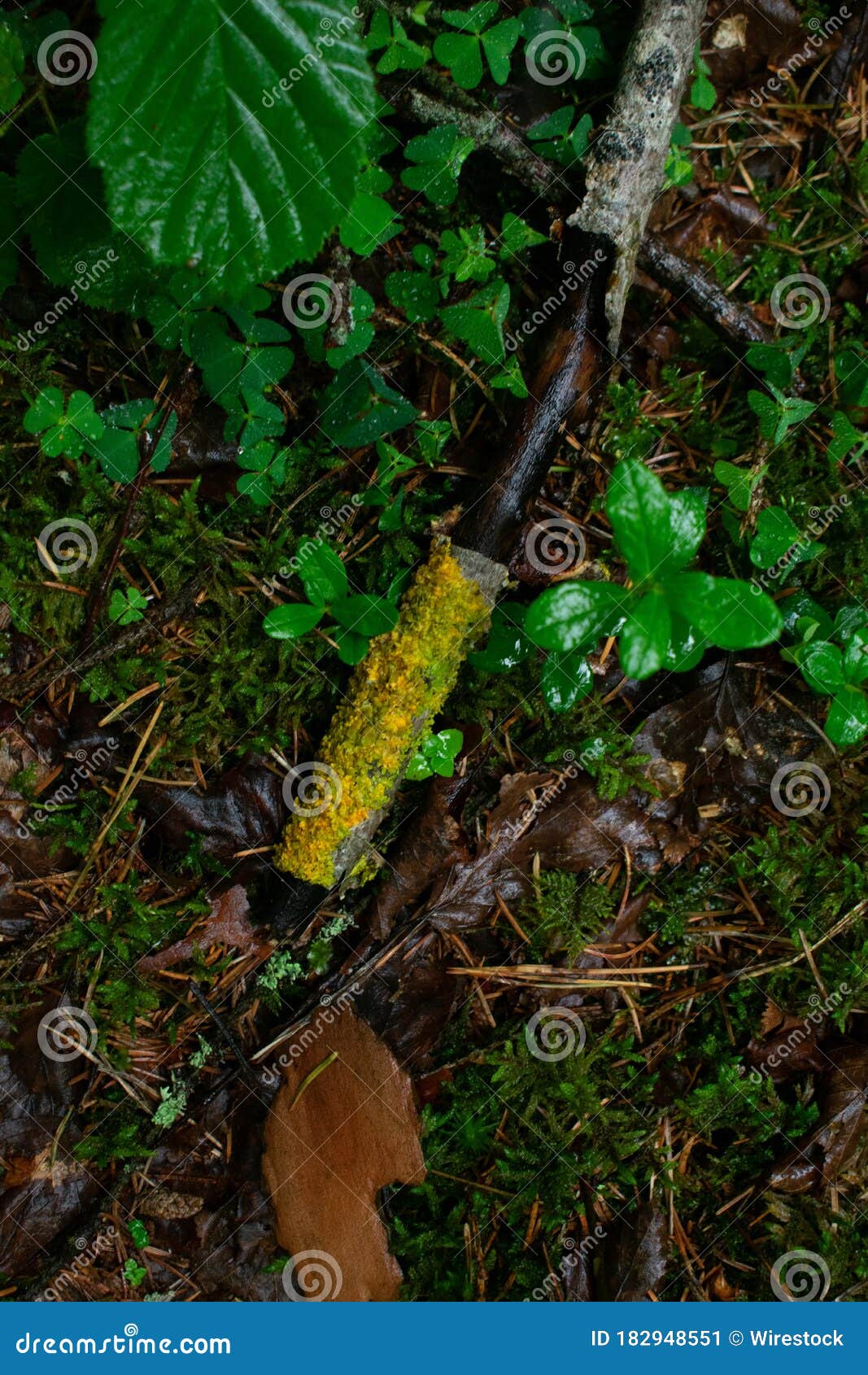 Vertical Shot of the Wet Plants and Tree Roots in the Forest Stock ...