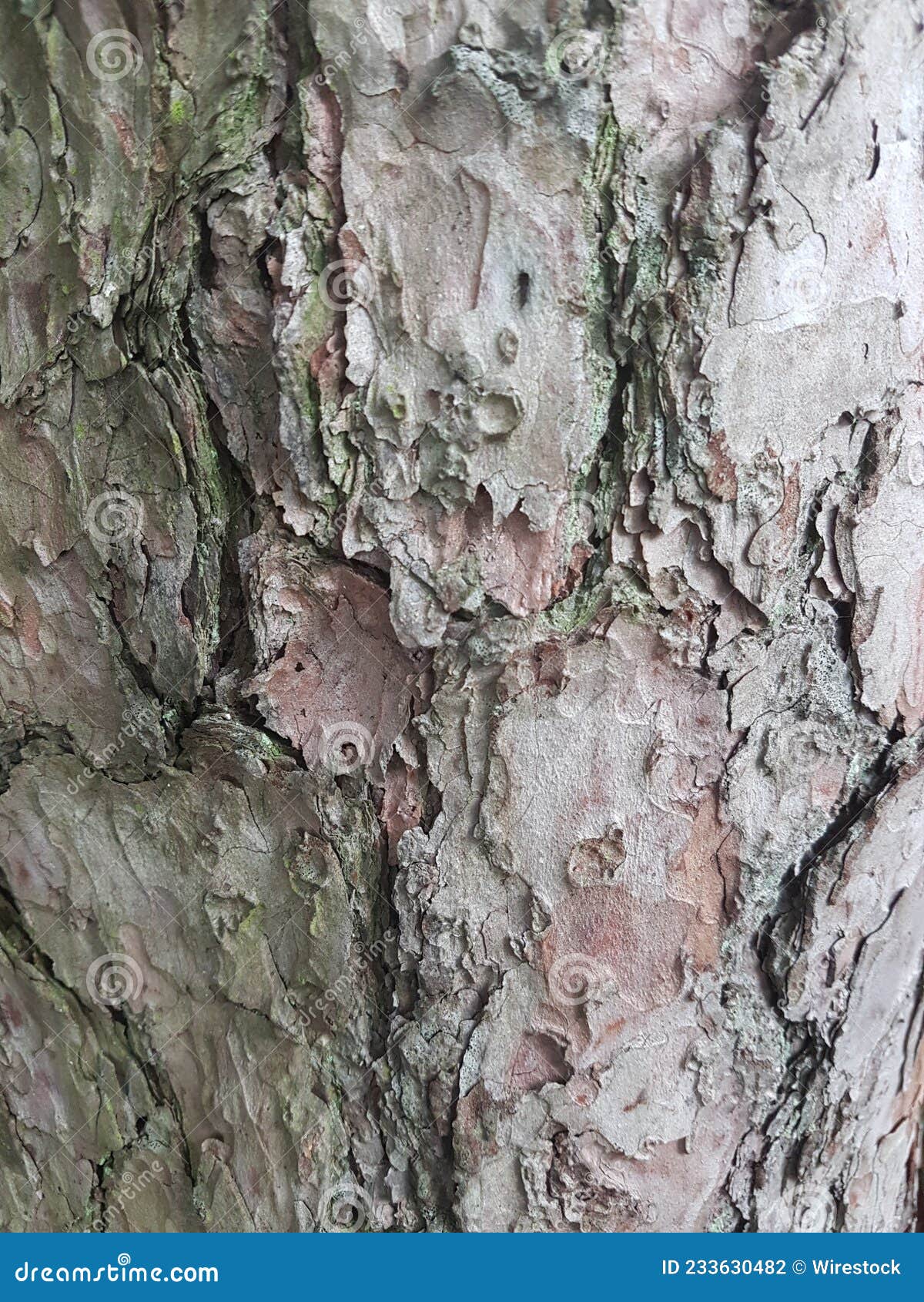 Vertical Shot of a Wet Tree Bark Texture Stock Photo - Image of woods ...