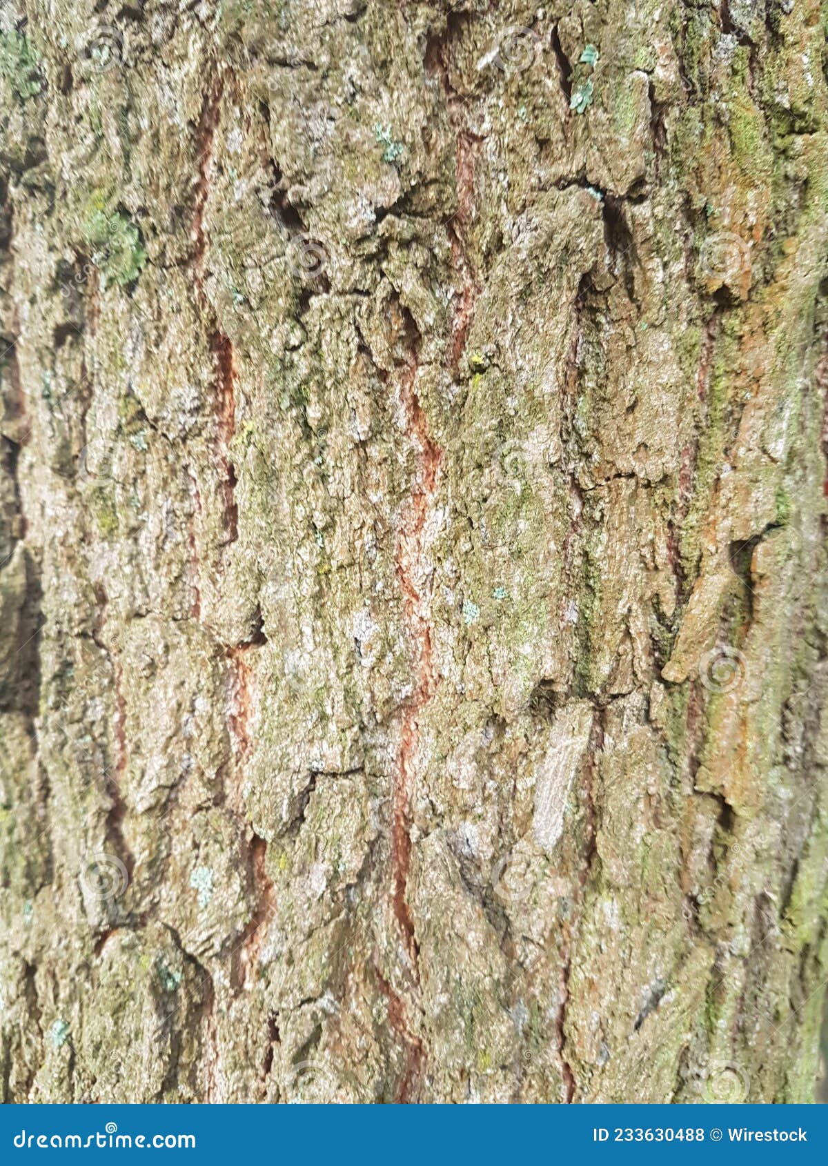 Vertical Shot of a Wet Tree Bark Texture Stock Photo - Image of ...