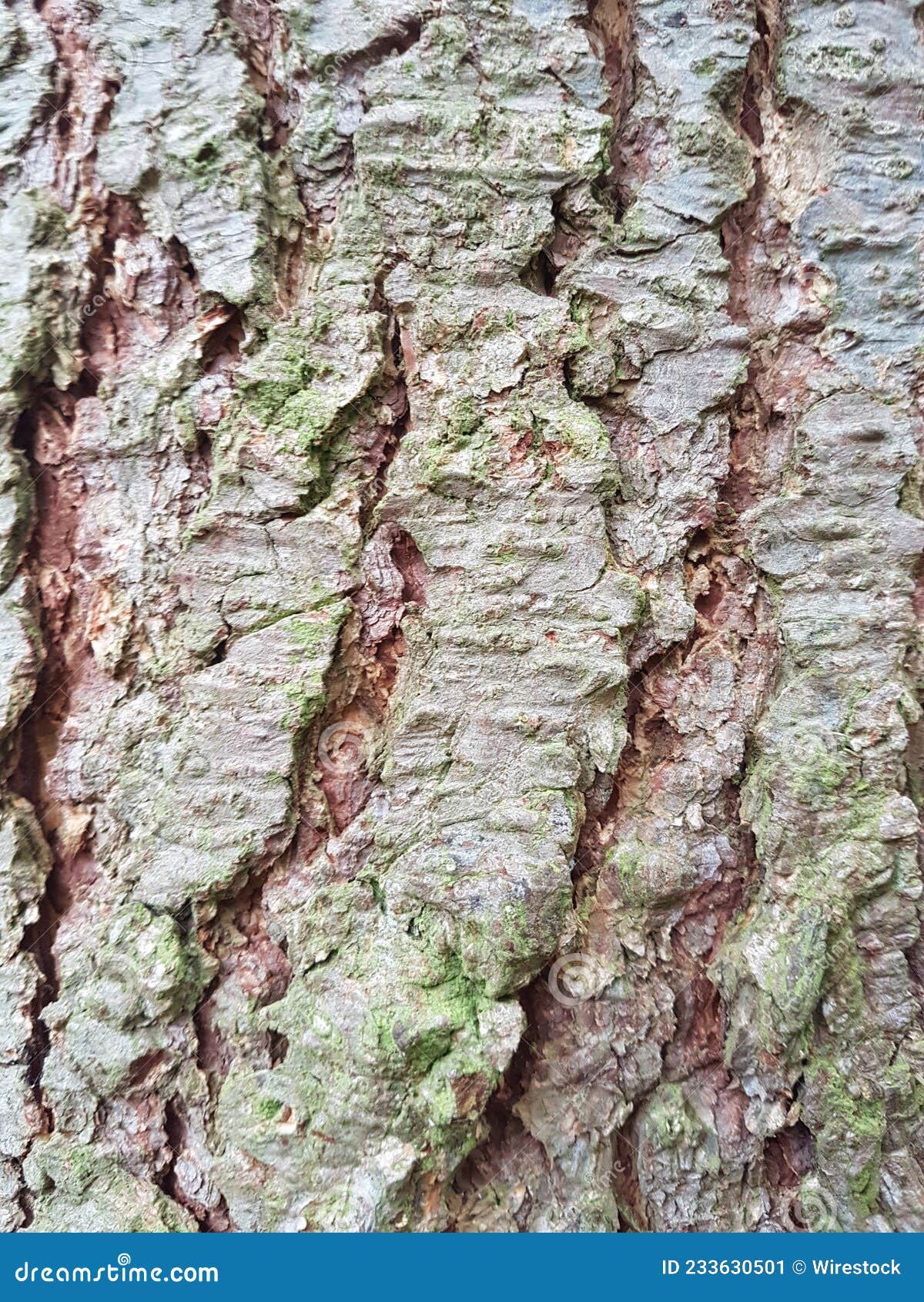 Vertical Shot of a Wet Tree Bark Texture Stock Image - Image of ...