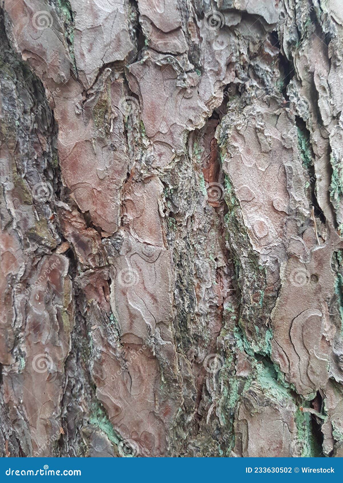 Vertical Shot of a Wet Tree Bark Texture Stock Photo - Image of woods ...