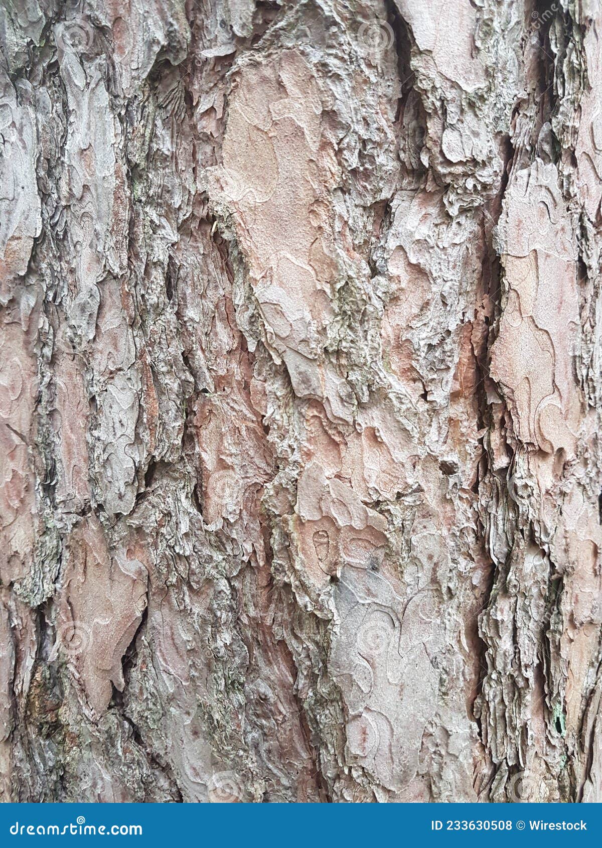 Vertical Shot of a Wet Tree Bark Texture Stock Photo - Image of ...