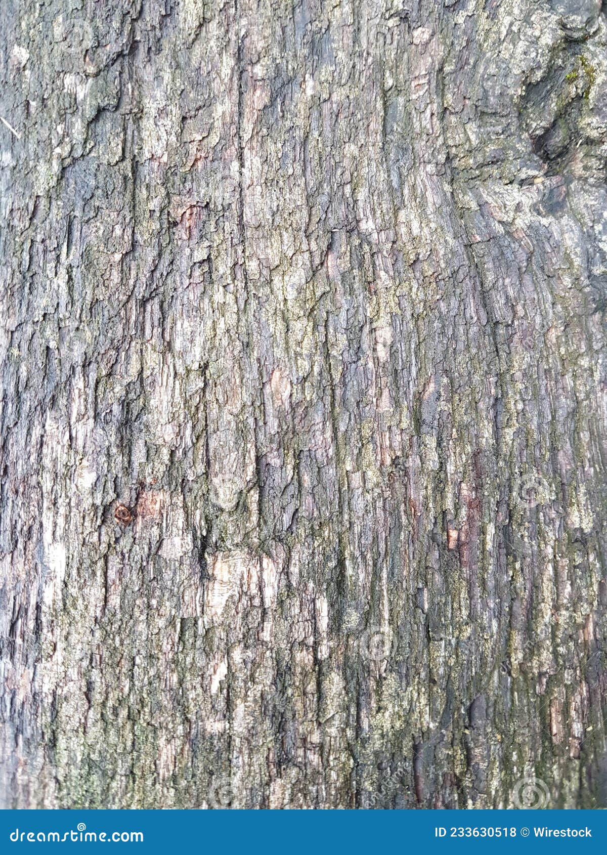 Vertical Shot of a Wet Tree Bark Texture Stock Photo - Image of texture ...
