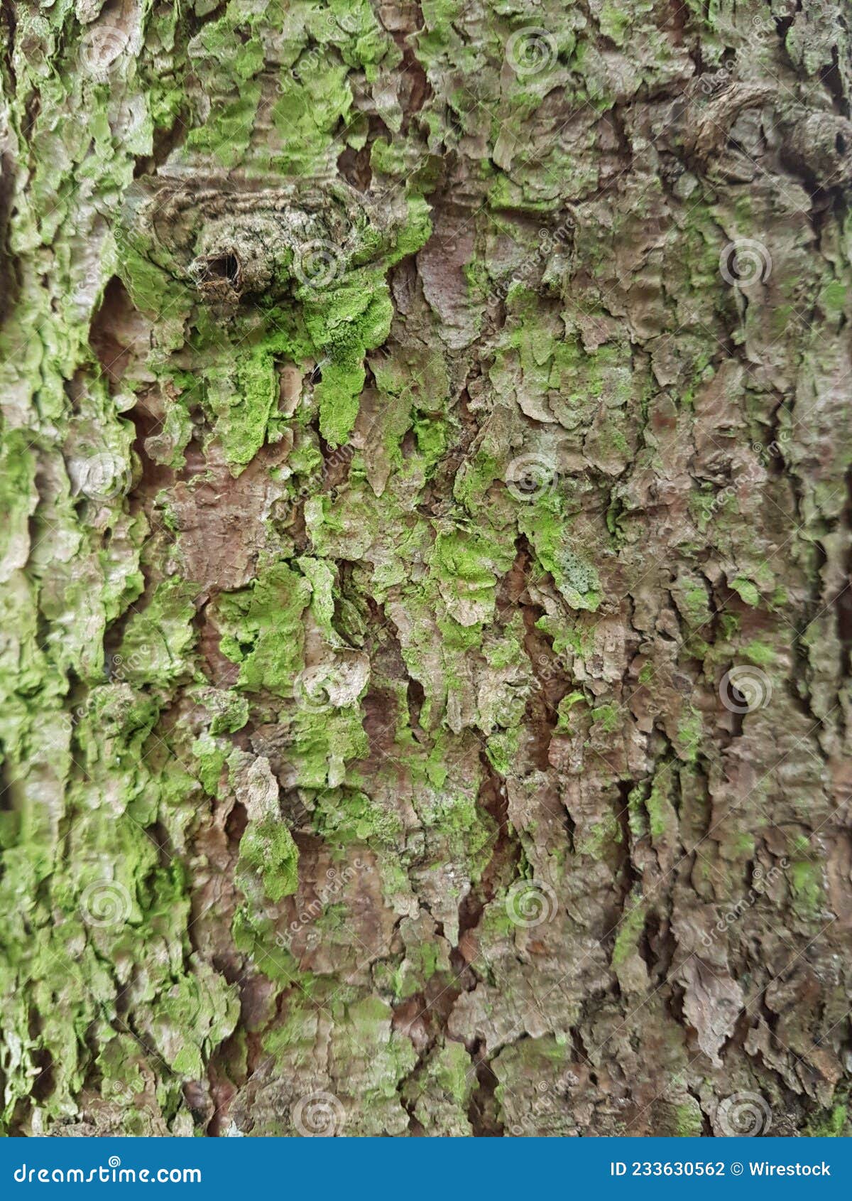 Vertical Shot of a Wet Tree Bark Texture Stock Photo - Image of ...