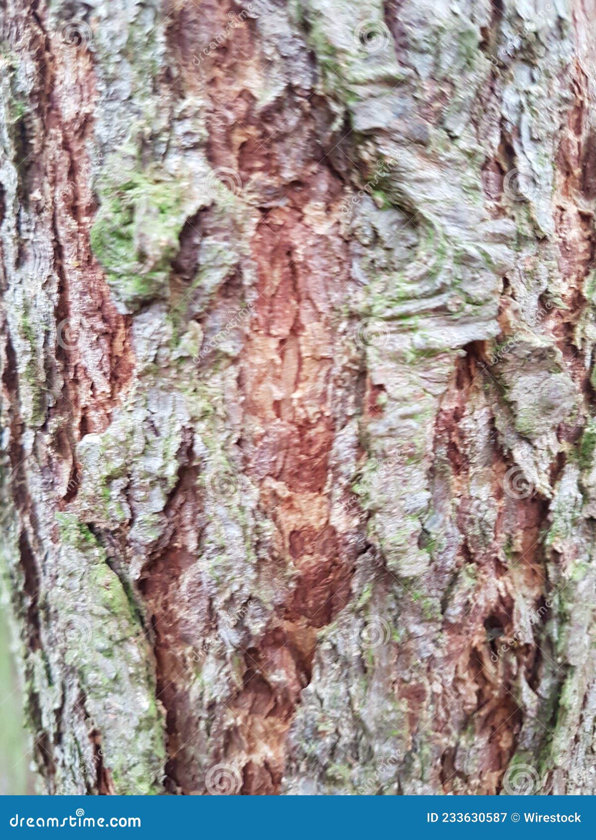 Vertical Shot of a Wet Tree Bark Texture Stock Image - Image of surface ...