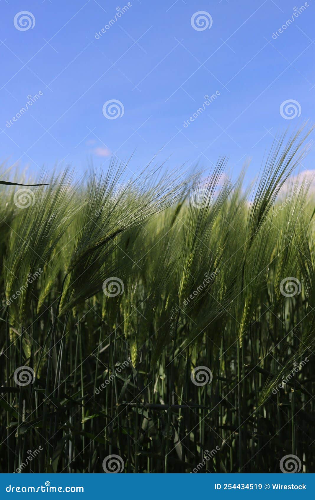 Vertical Shot of a Wheat Field during Daytime Stock Image - Image of ...