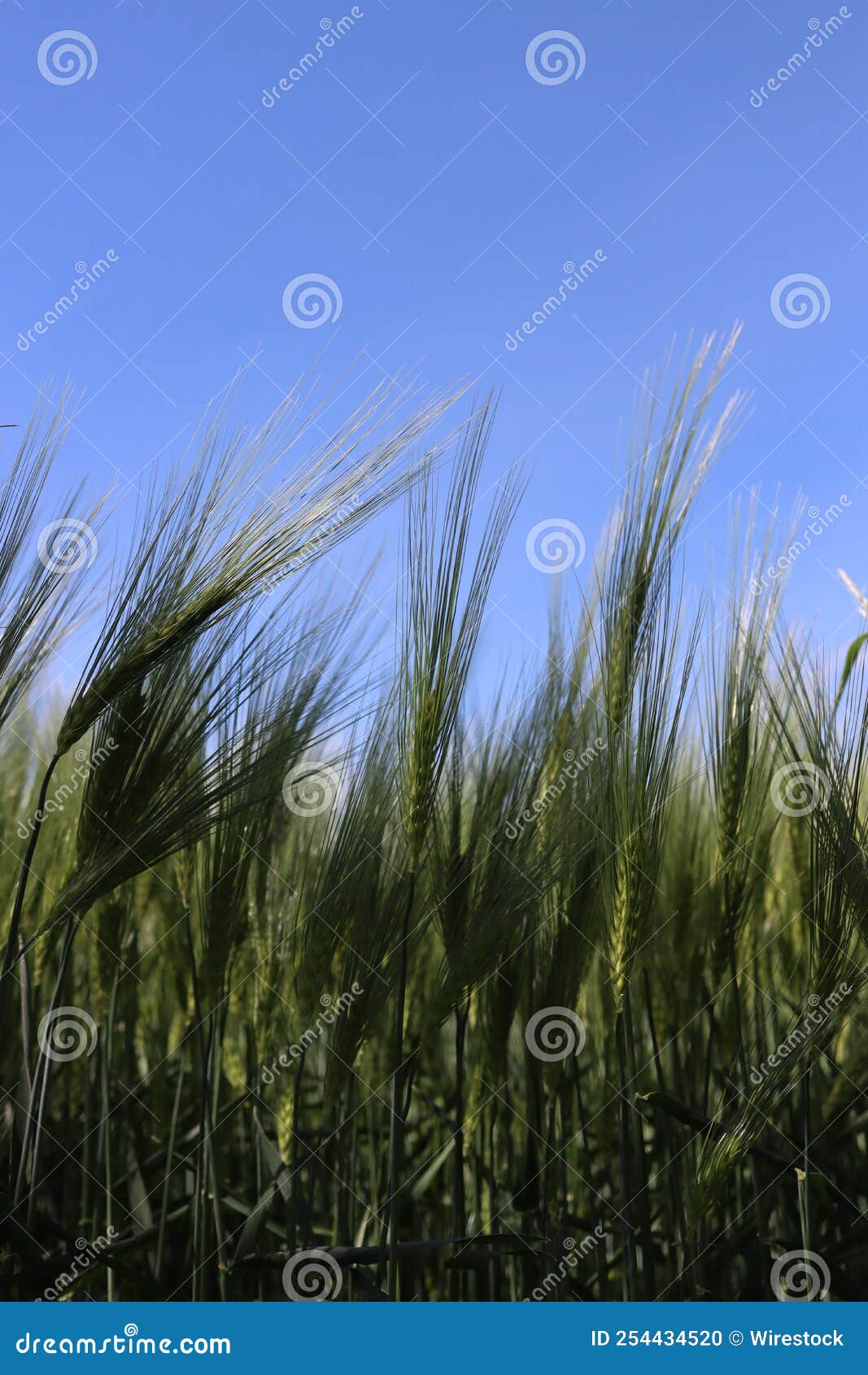 Vertical Shot of a Wheat Field during Daytime Stock Photo - Image of ...