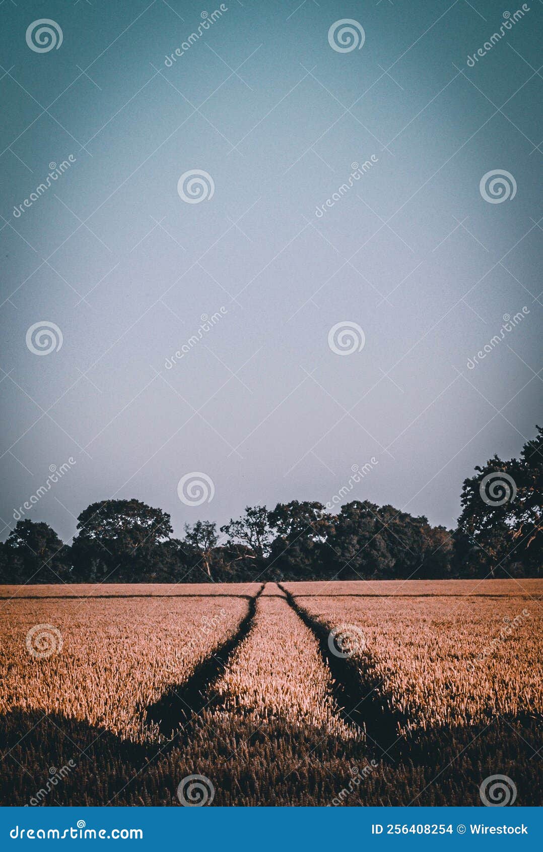 Vertical Shot of a Wheat Field on a Forest Background Stock Photo ...