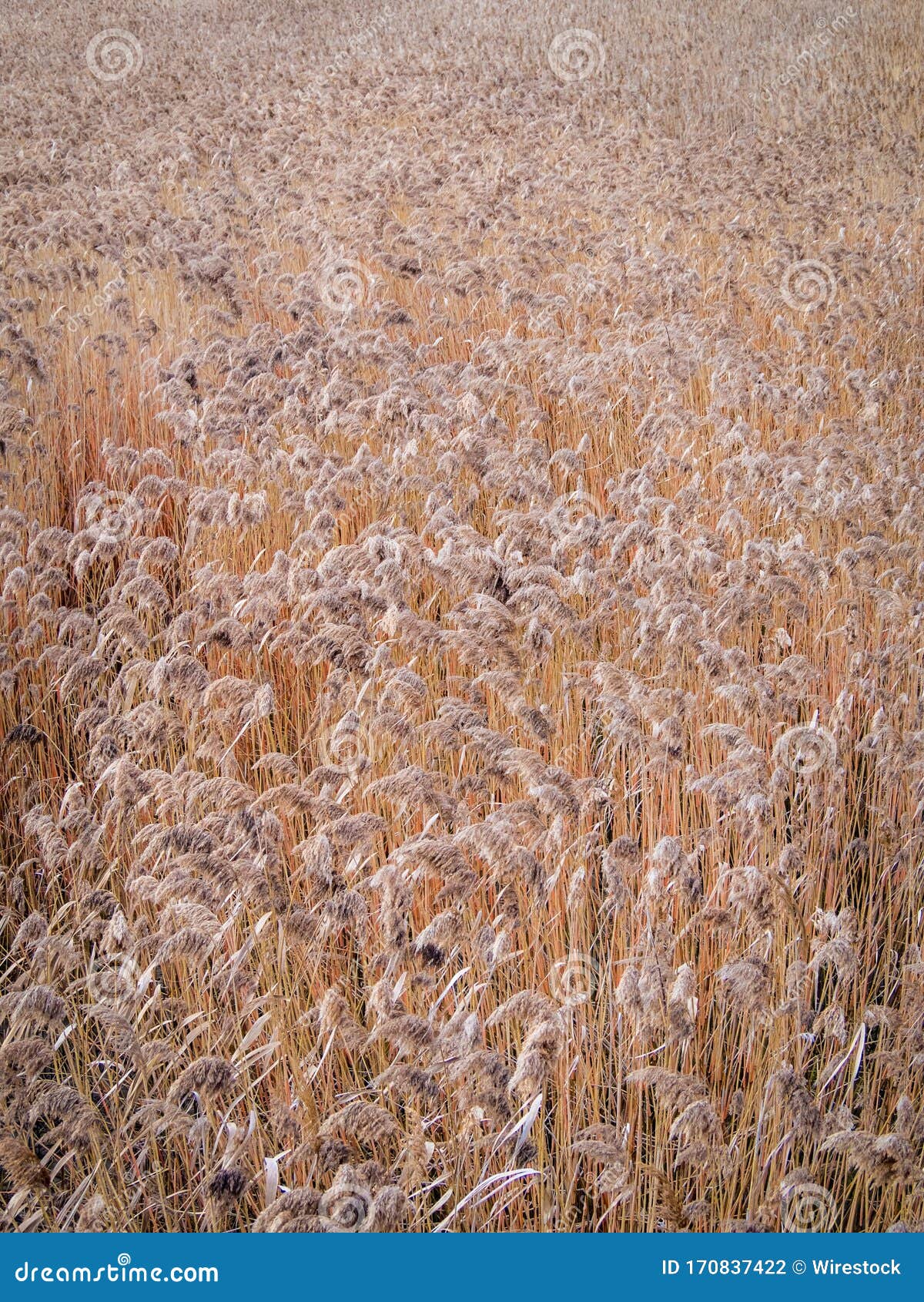 Vertical Shot of a Wheat Field - Great for a Natural Wallpaper Stock ...