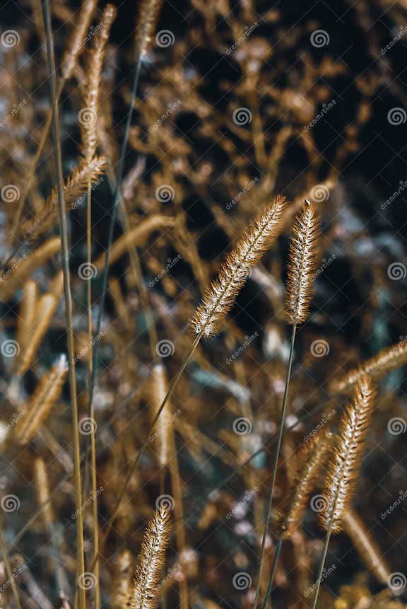 Vertical Shot of Wheat Plants in the Field Stock Image - Image of wheat, corn: 200200949