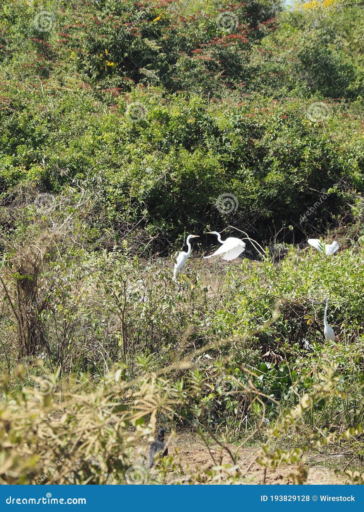 Vertical Shot of White Birds in Grassland Stock Photo - Image of ...