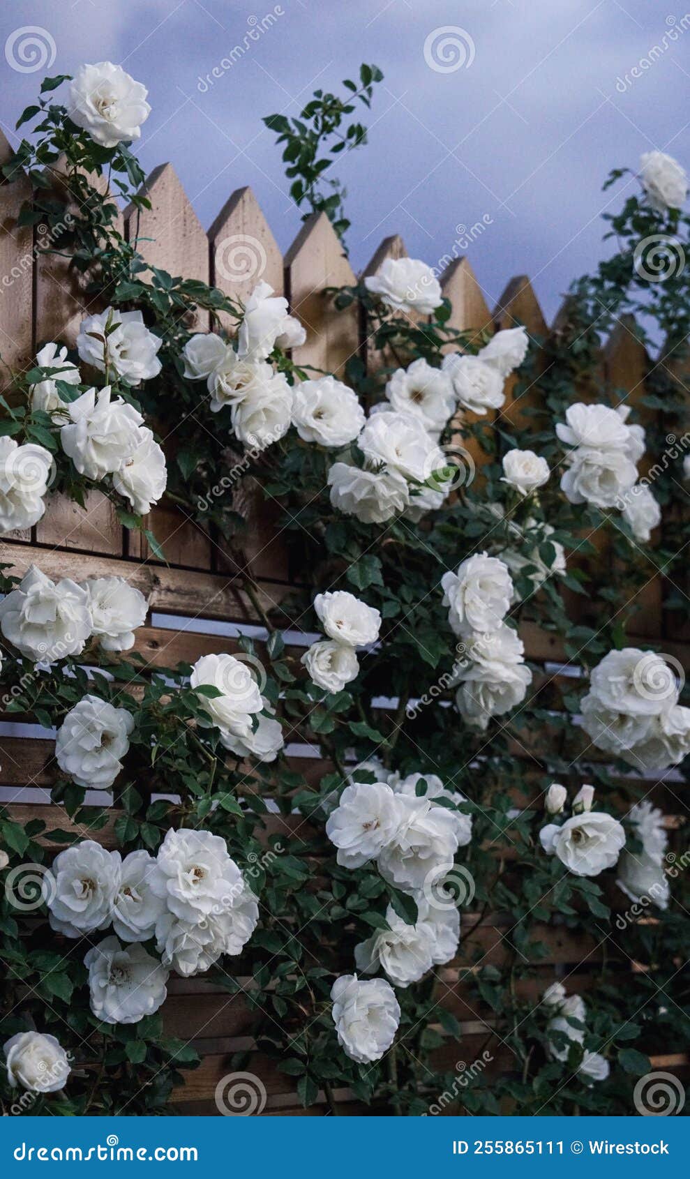Vertical Shot of White Climbing Roses Stock Image - Image of botanical ...