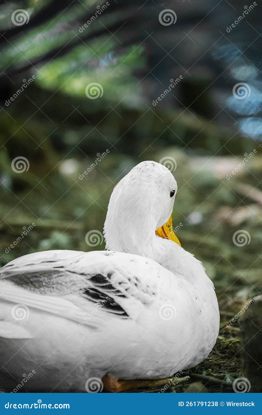 Vertical Shot of a White Duck Resting on a Land Stock Photo - Image of ...