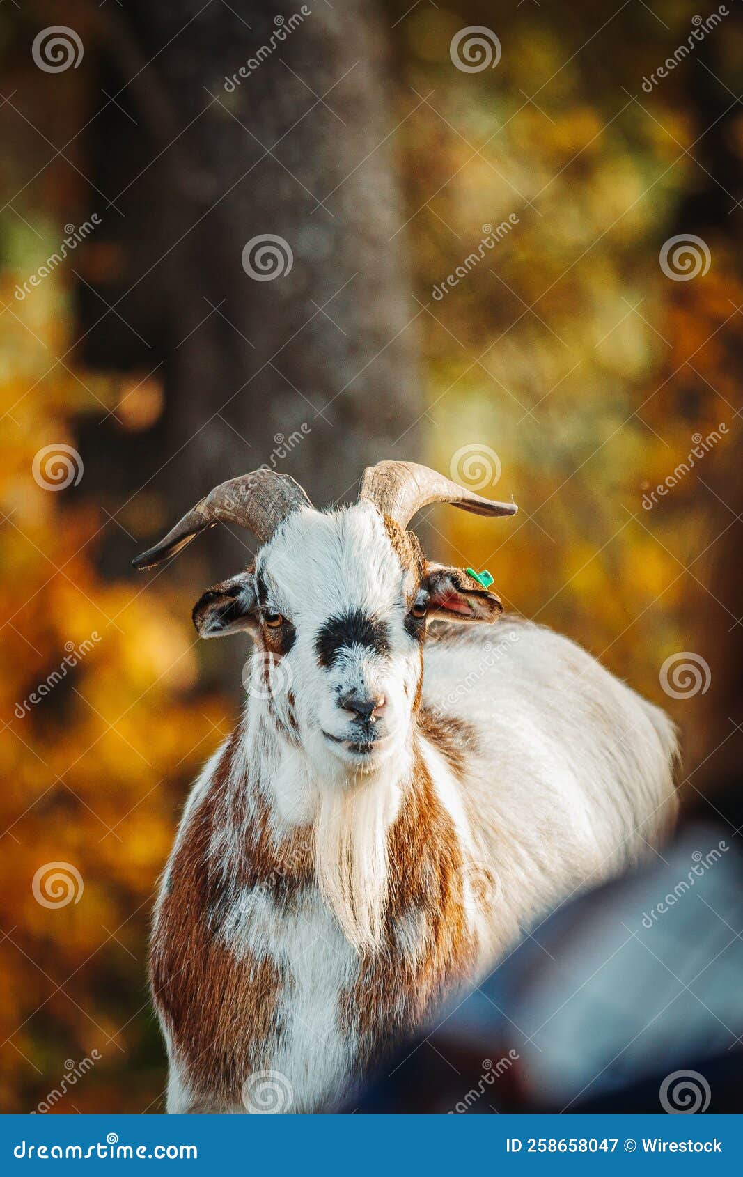Vertical Shot of a White and Ginger Goat Standing in a Forest Alone ...
