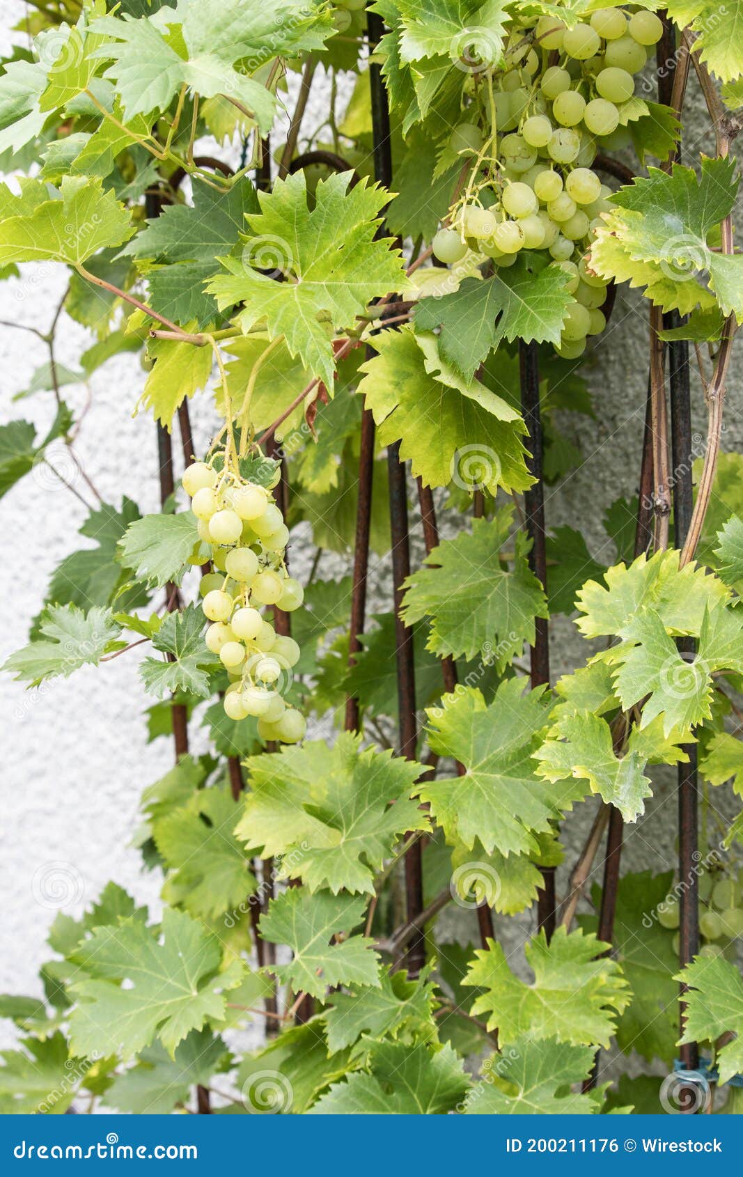 Vertical Shot of White Grape Vine Stock Photo - Image of fruit ...