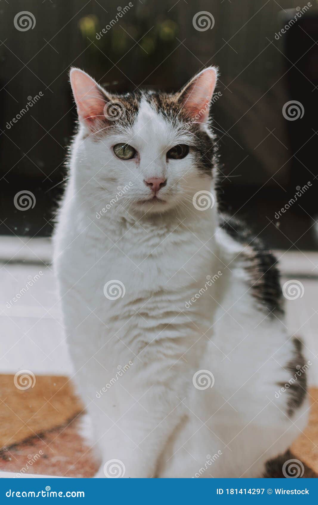 Vertical Shot of a White and Gray Grumpy Cat Sitting on the Ground and ...