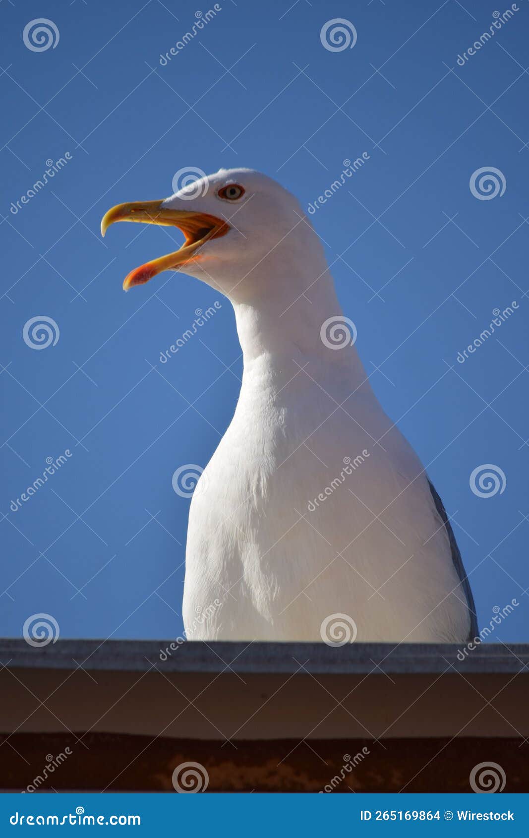 Vertical Shot of a White Gull during Daytime with the Blue Clean Sky in ...