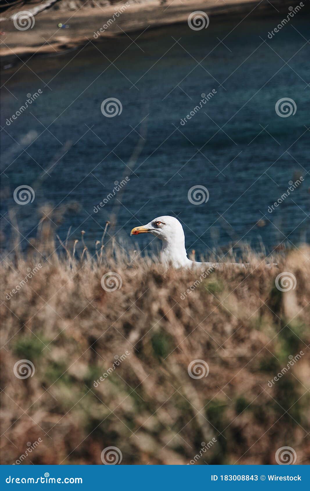 Vertical Shot of a White Gull Near the Water Stock Image - Image of ...