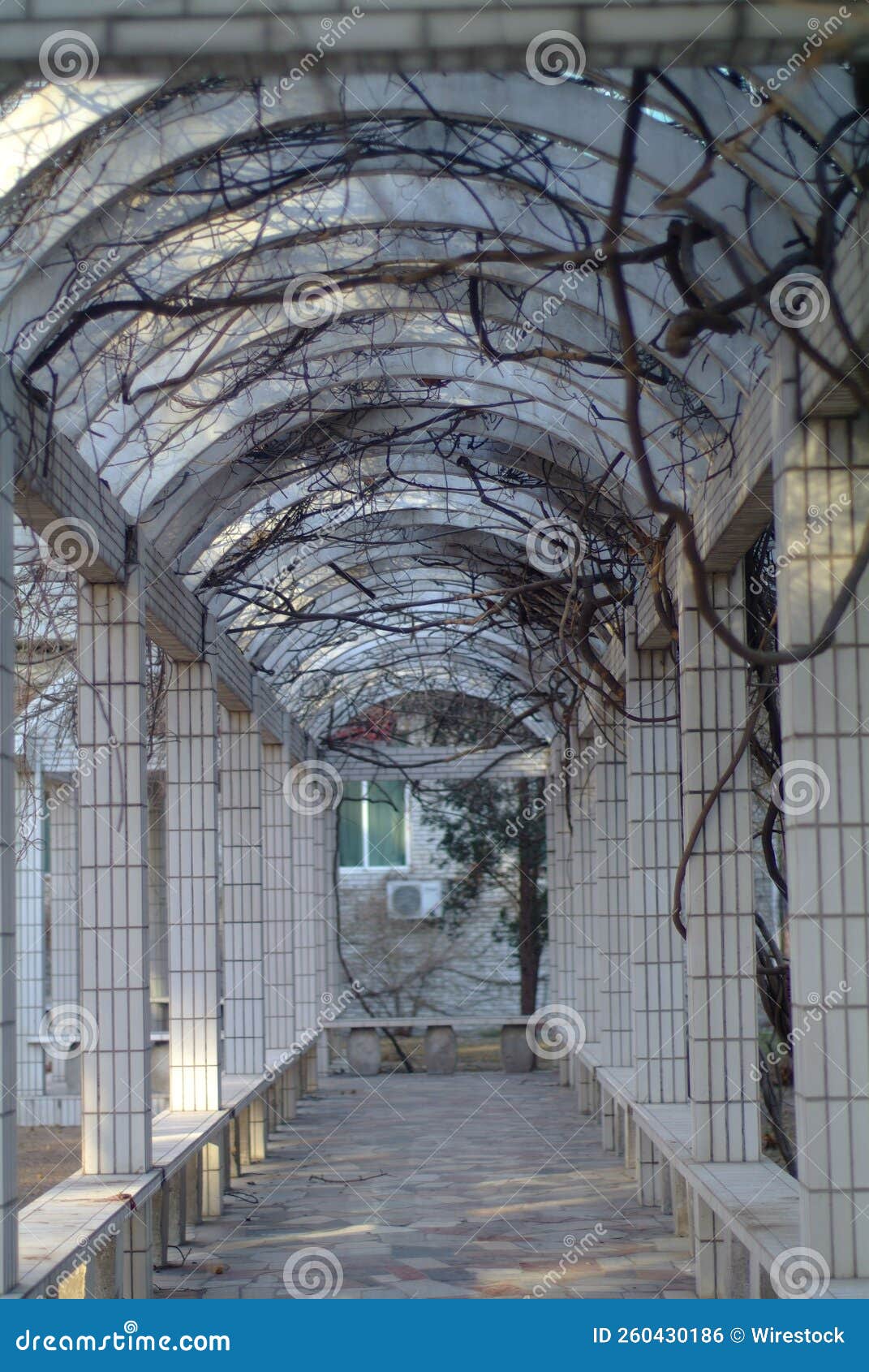 Vertical Shot of the White Hall Arches and Walls with Black Tree ...